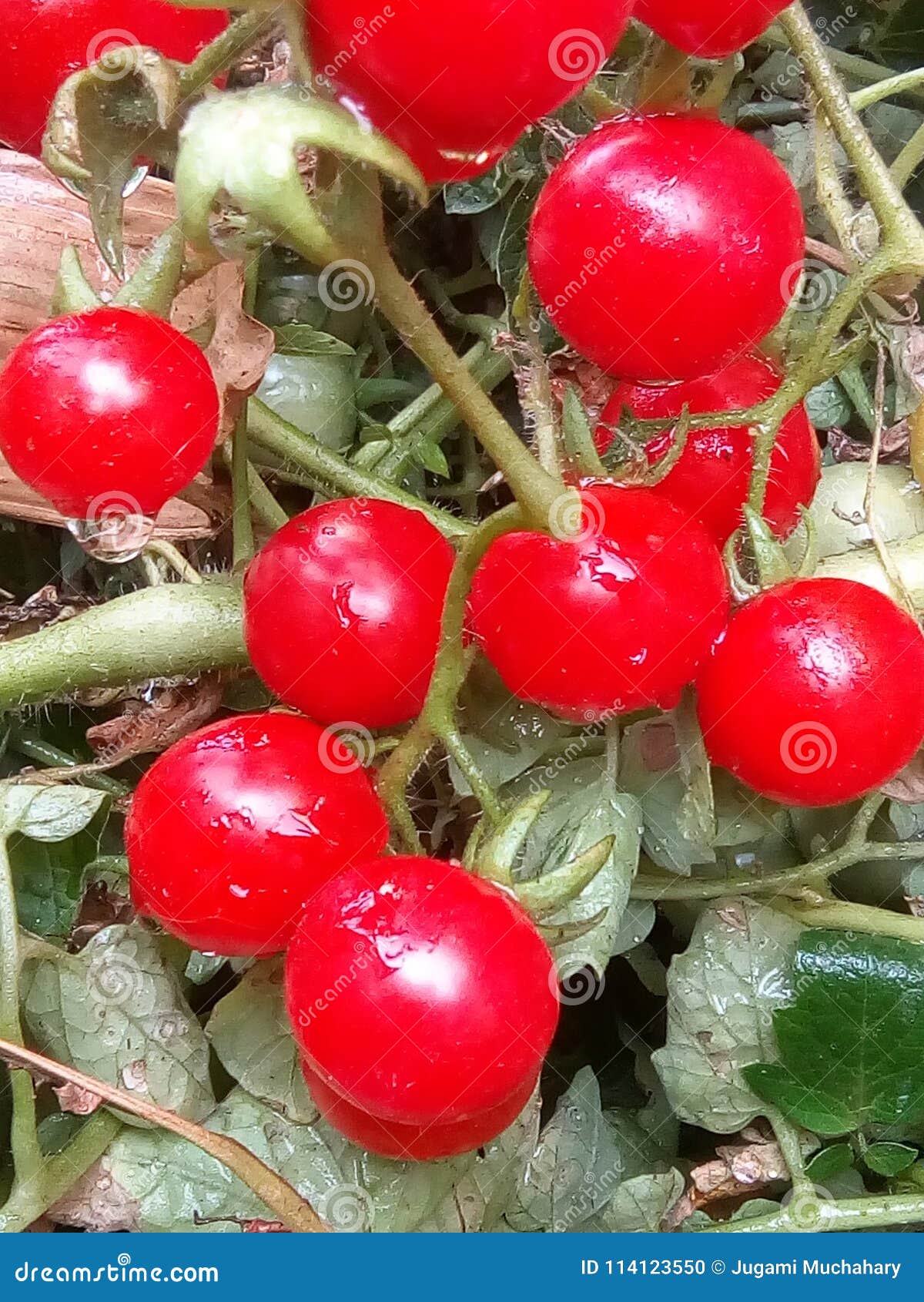 Small tomatoes stock photo. Image of tomatoit, tomatoes - 114123550