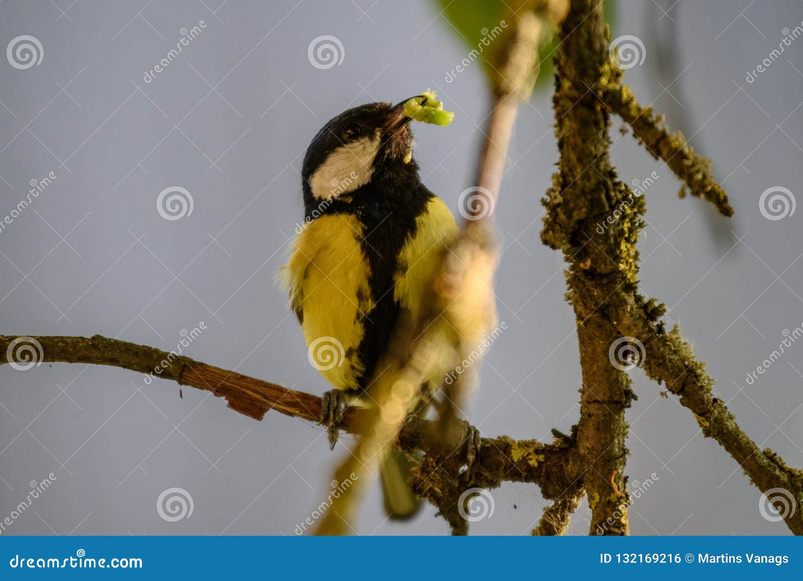 Small Tomtit Bird with Worm in the Beak Stock Photo - Image of outdoors ...