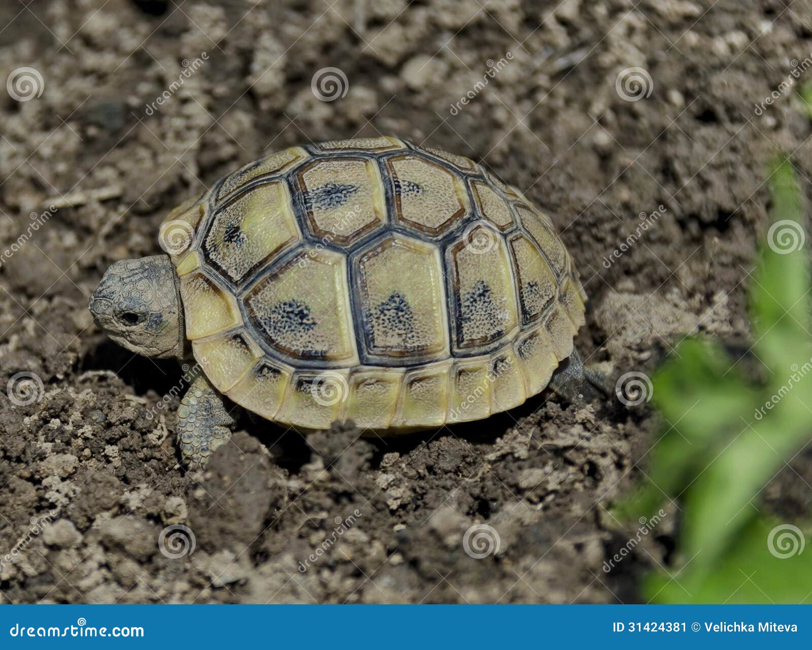 Small tortoise in garden stock image. Image of grass - 31424381