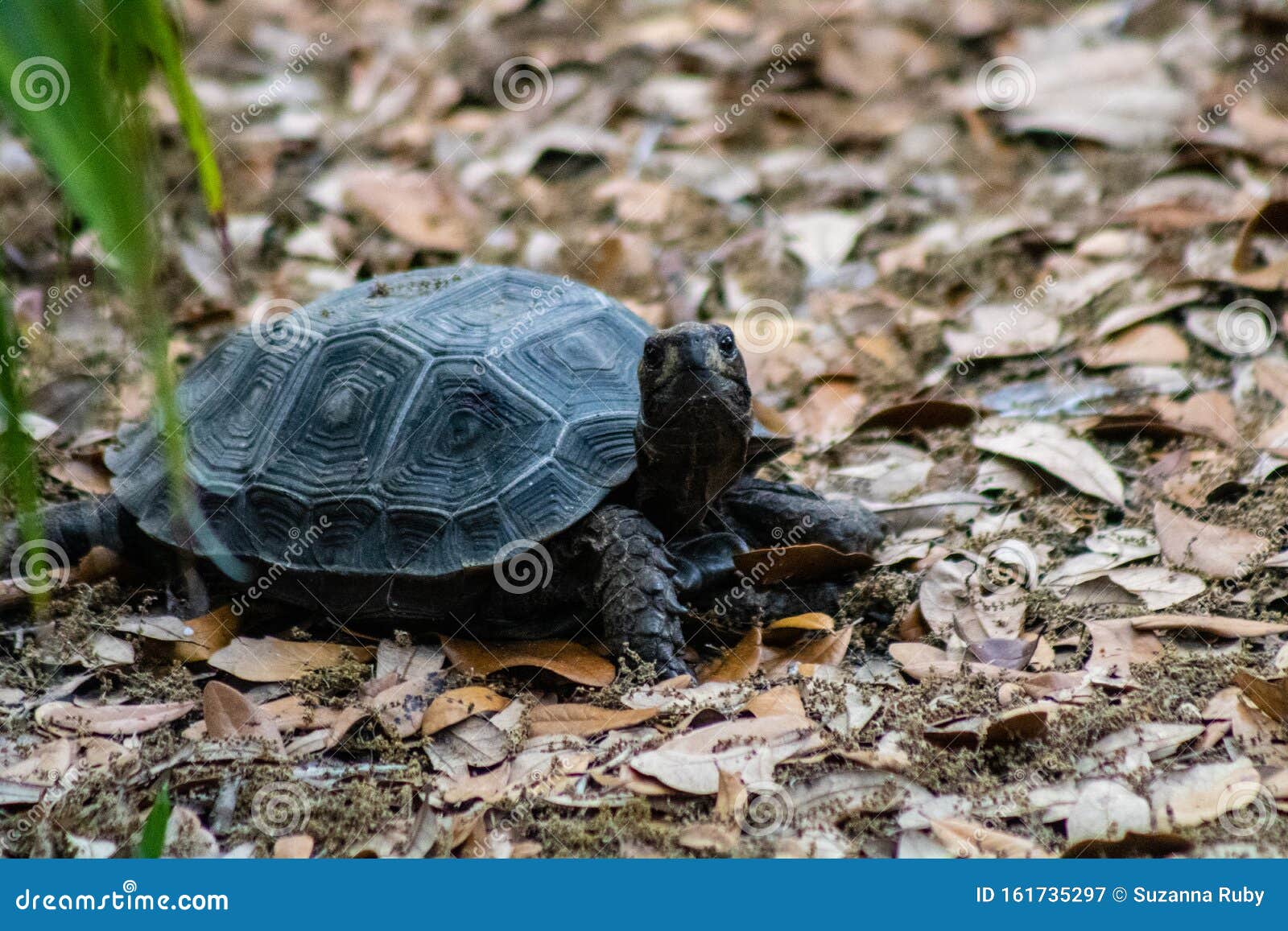 Small tortoise stock image. Image of head, animal, small - 161735297
