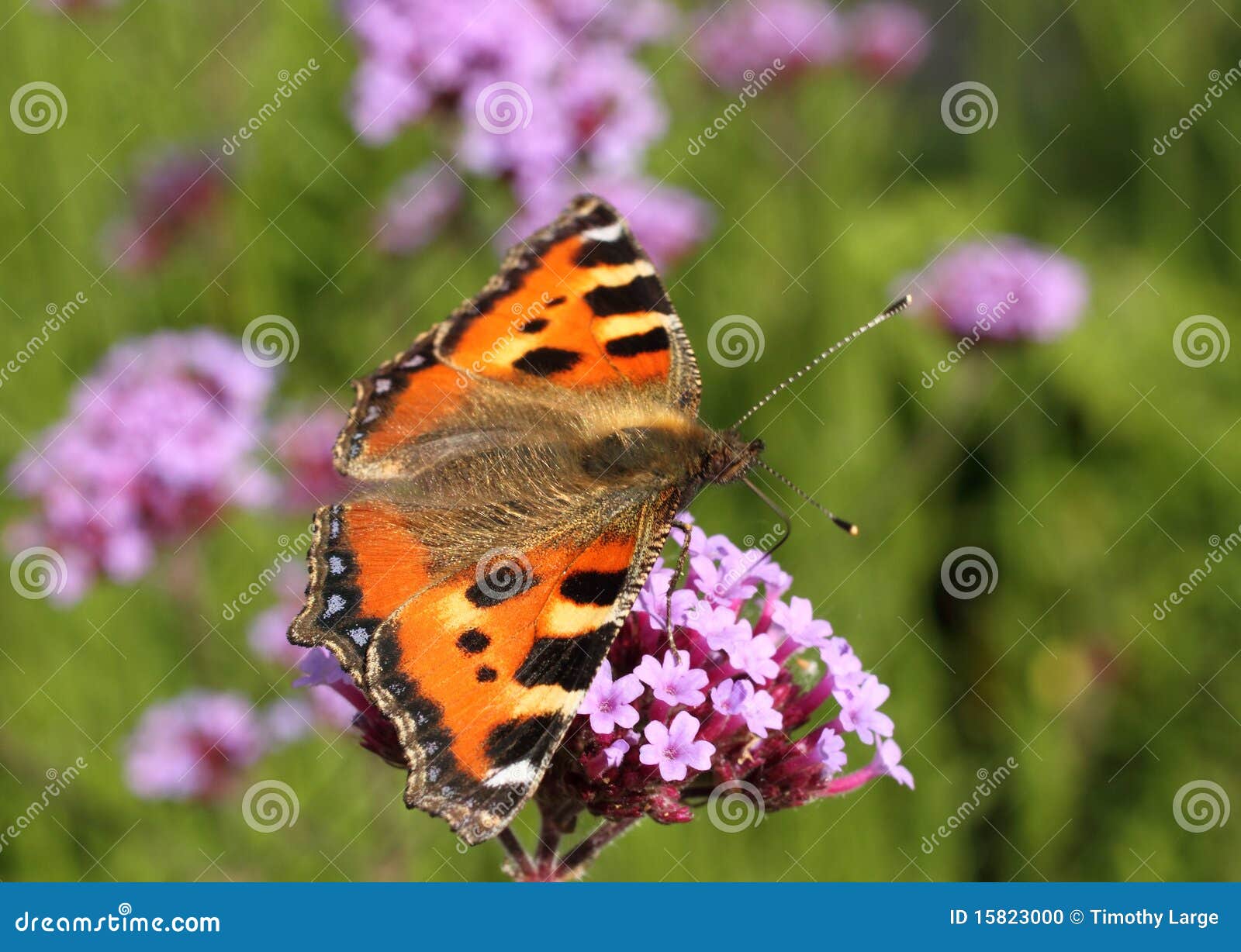 Small Tortoise Shell Butterfly Stock Photo - Image of pink, pattern ...