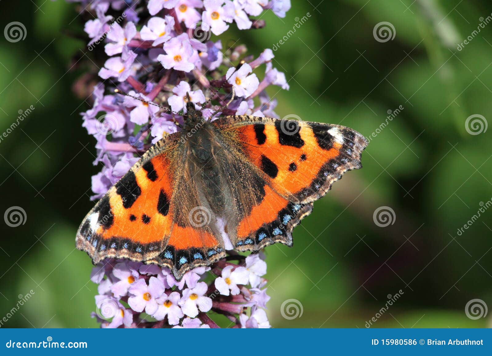 Small Tortoise Shell Butterfly. Stock Photo - Image of insect, bugs ...