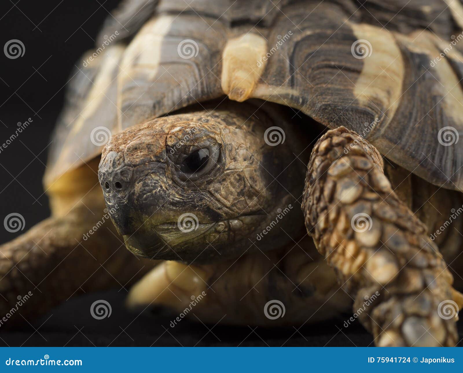 Small tortoise (turtle) stock photo. Image of cute, environment - 75941724