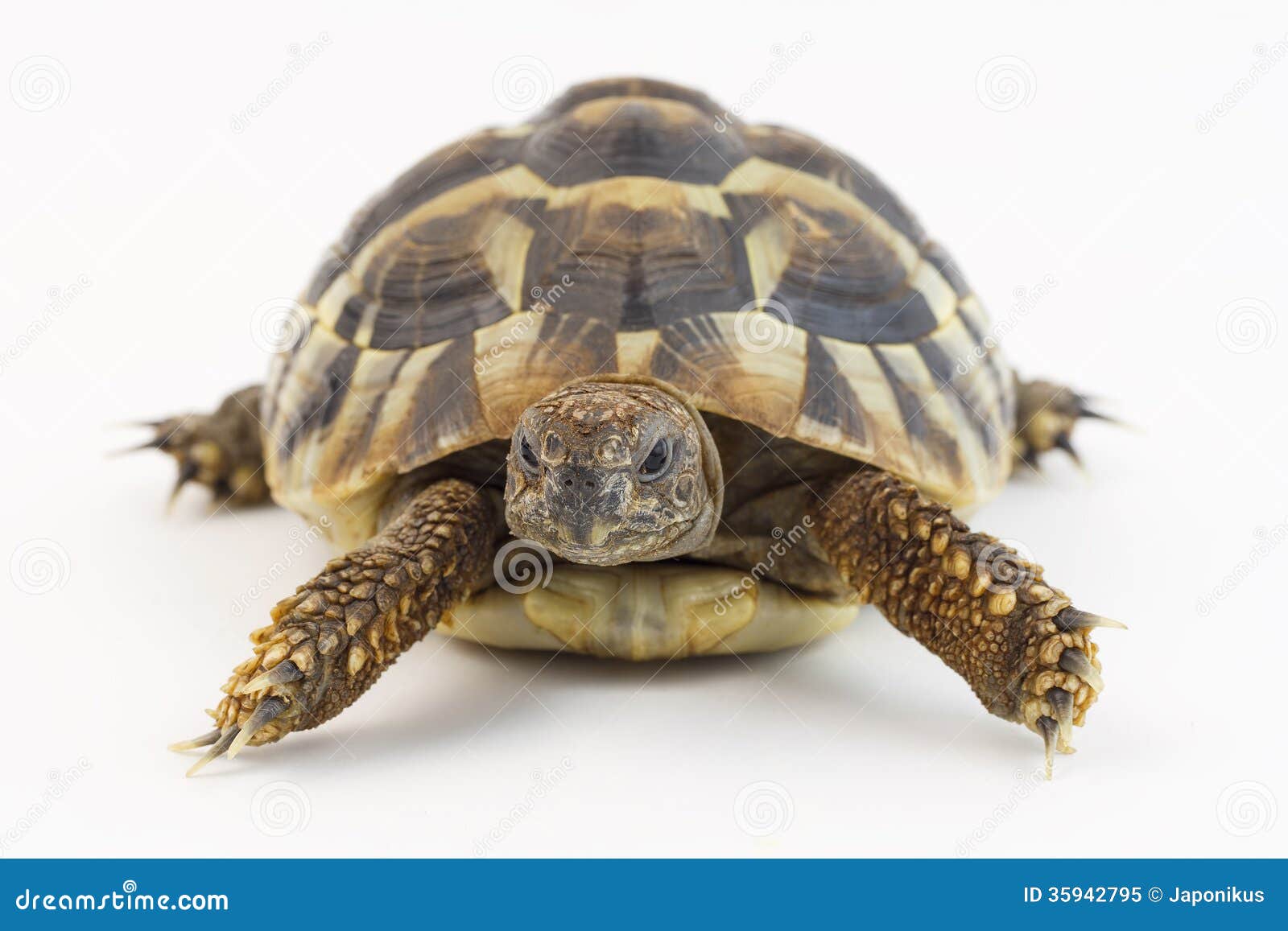 Small tortoise (turtle) stock image. Image of friendly - 35942795