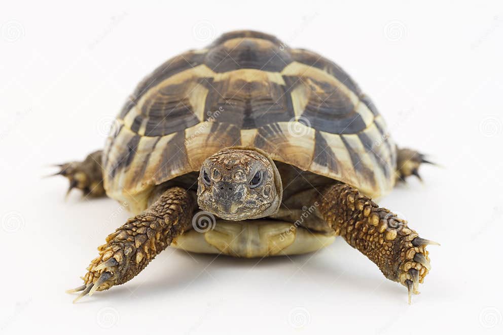 Small tortoise (turtle) stock image. Image of friendly - 35942795