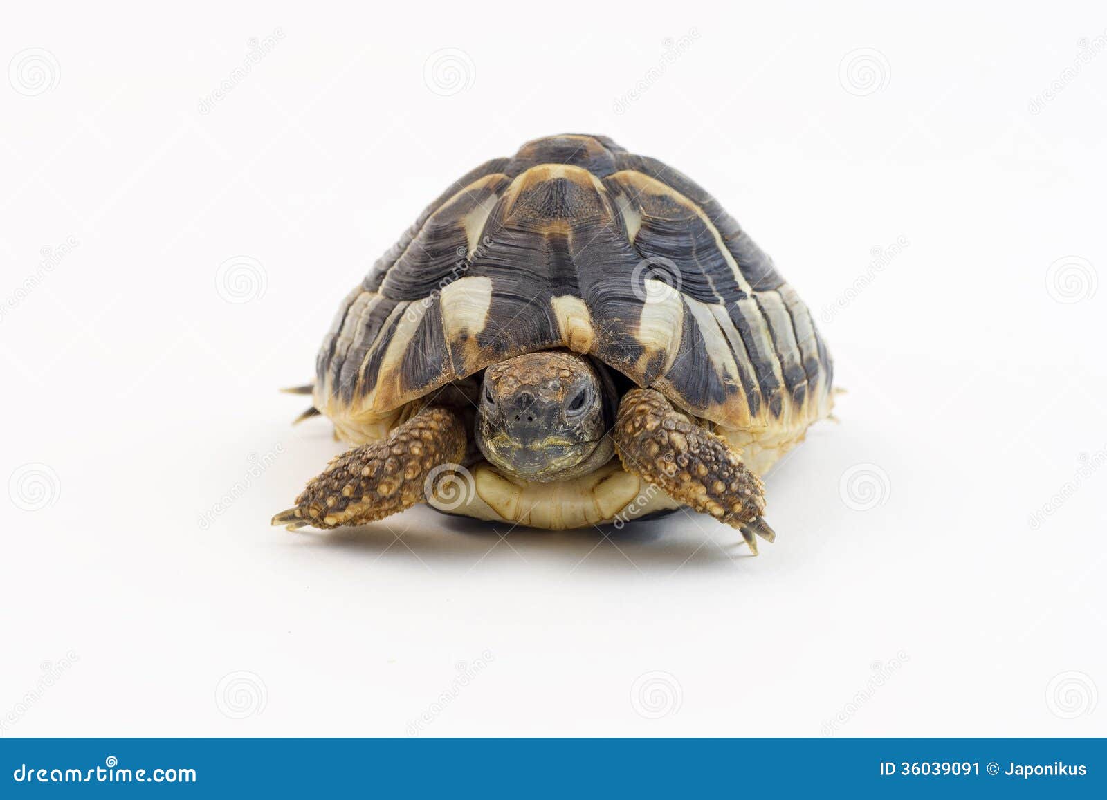 Small tortoise (turtle) stock image. Image of exotic - 36039091
