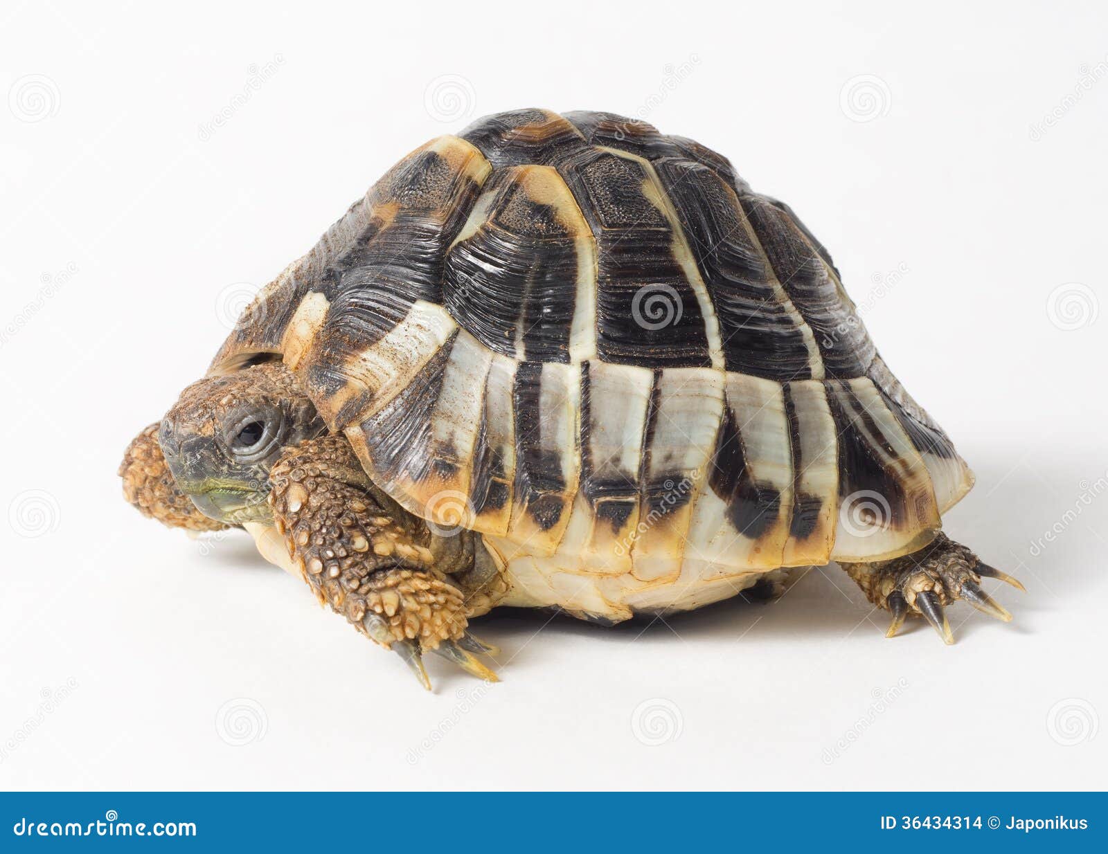 Small tortoise (turtle) stock photo. Image of movement - 36434314
