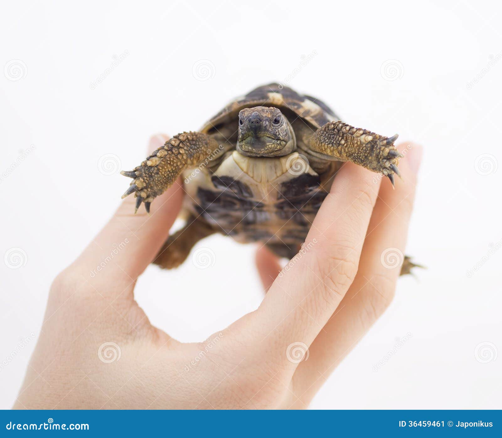 Small Tortoise (turtle) in Hand Stock Image - Image of head, funny ...