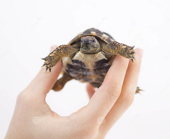 Small Tortoise (turtle) in Hand Stock Image - Image of head, funny ...