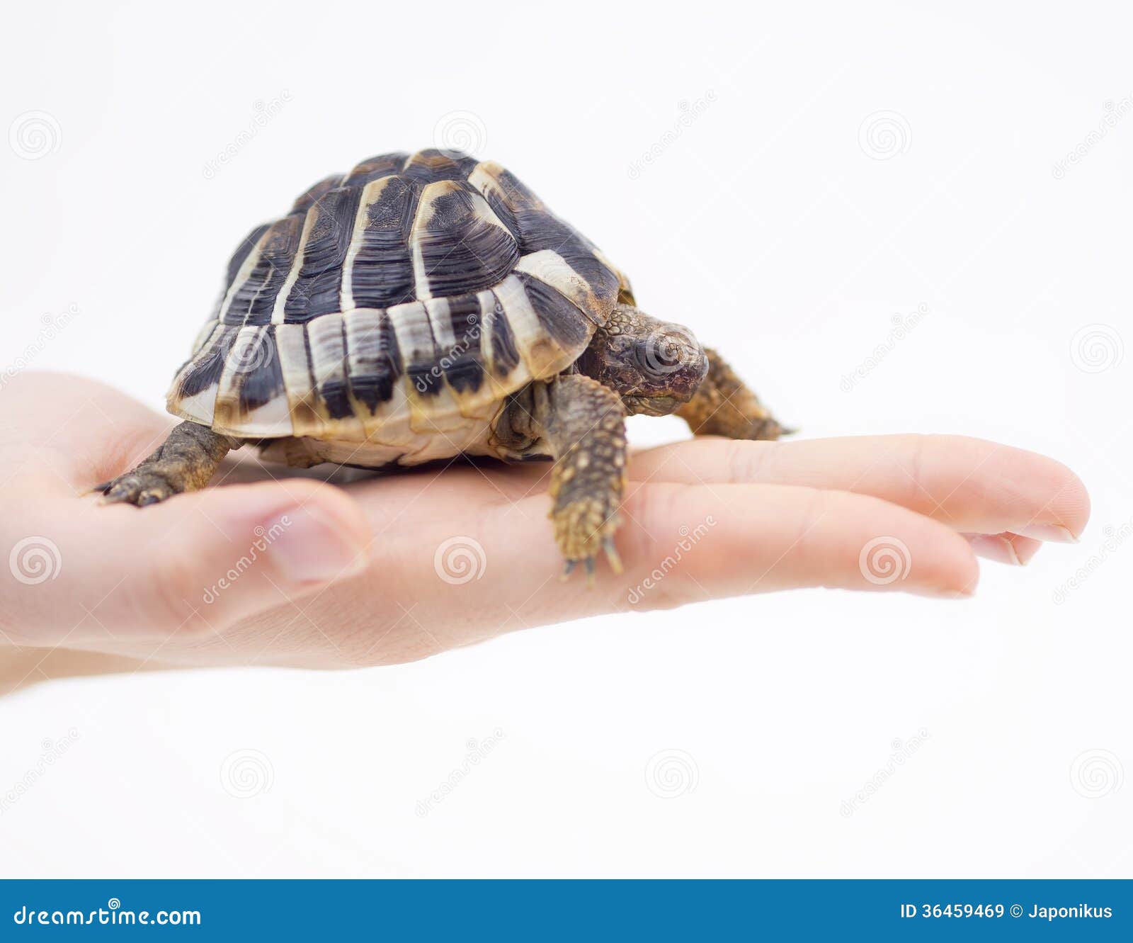 Small Tortoise (turtle) in Hand Stock Image - Image of life, beauty ...