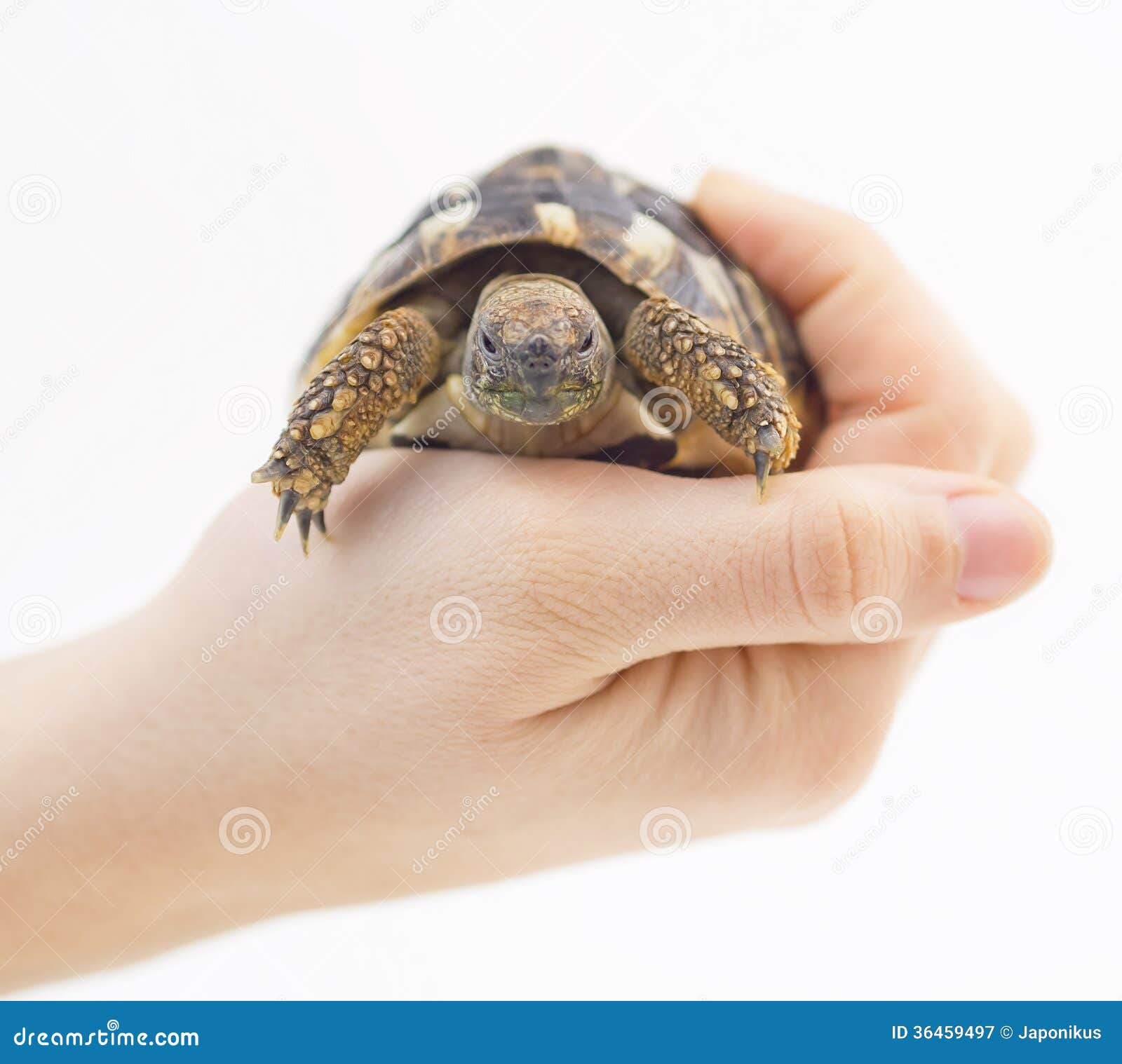 Small Tortoise (turtle) in Hand Stock Image - Image of crawling, nice ...