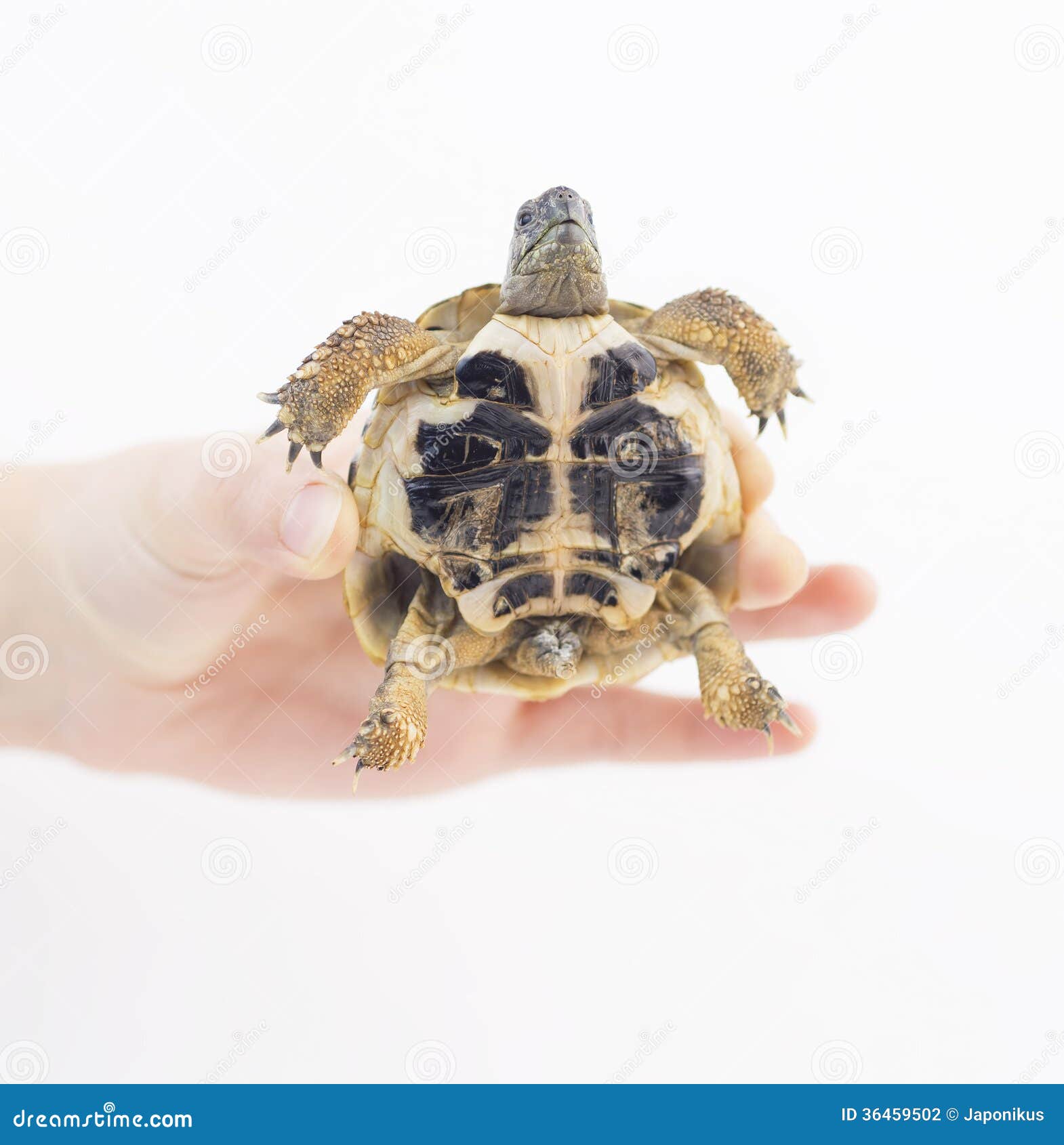 Small Tortoise (turtle) in Hand Stock Photo - Image of crawl ...