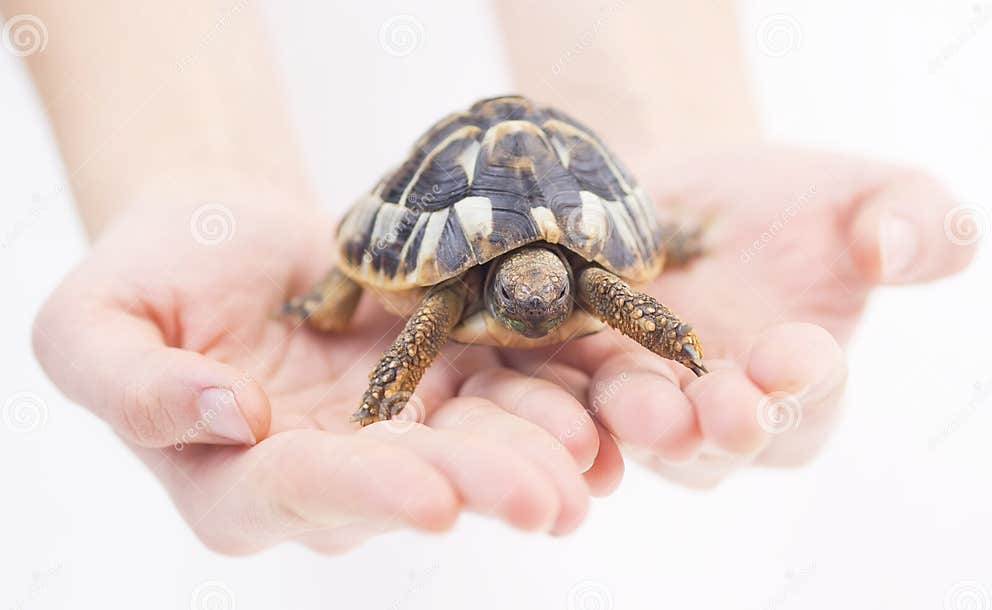 Small Tortoise (turtle) in Hands Stock Photo - Image of endangered ...