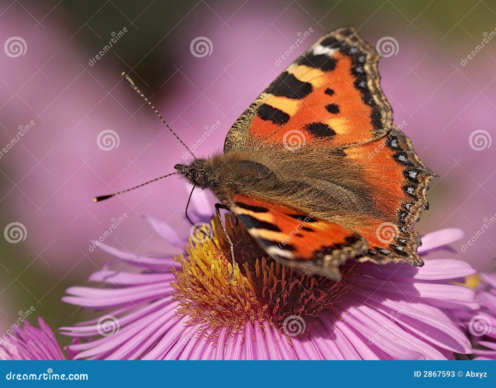 Small Tortoiseshell stock image. Image of butterfly, european - 2867593