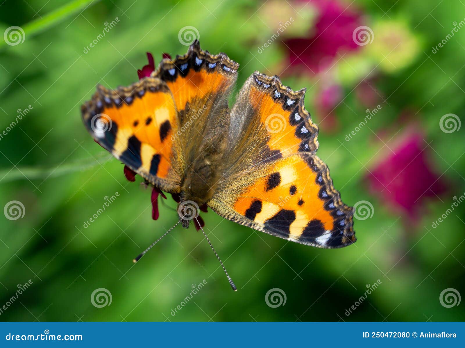 Small Tortoiseshell Aglais Urticae in the Summer Stock Photo - Image of ...