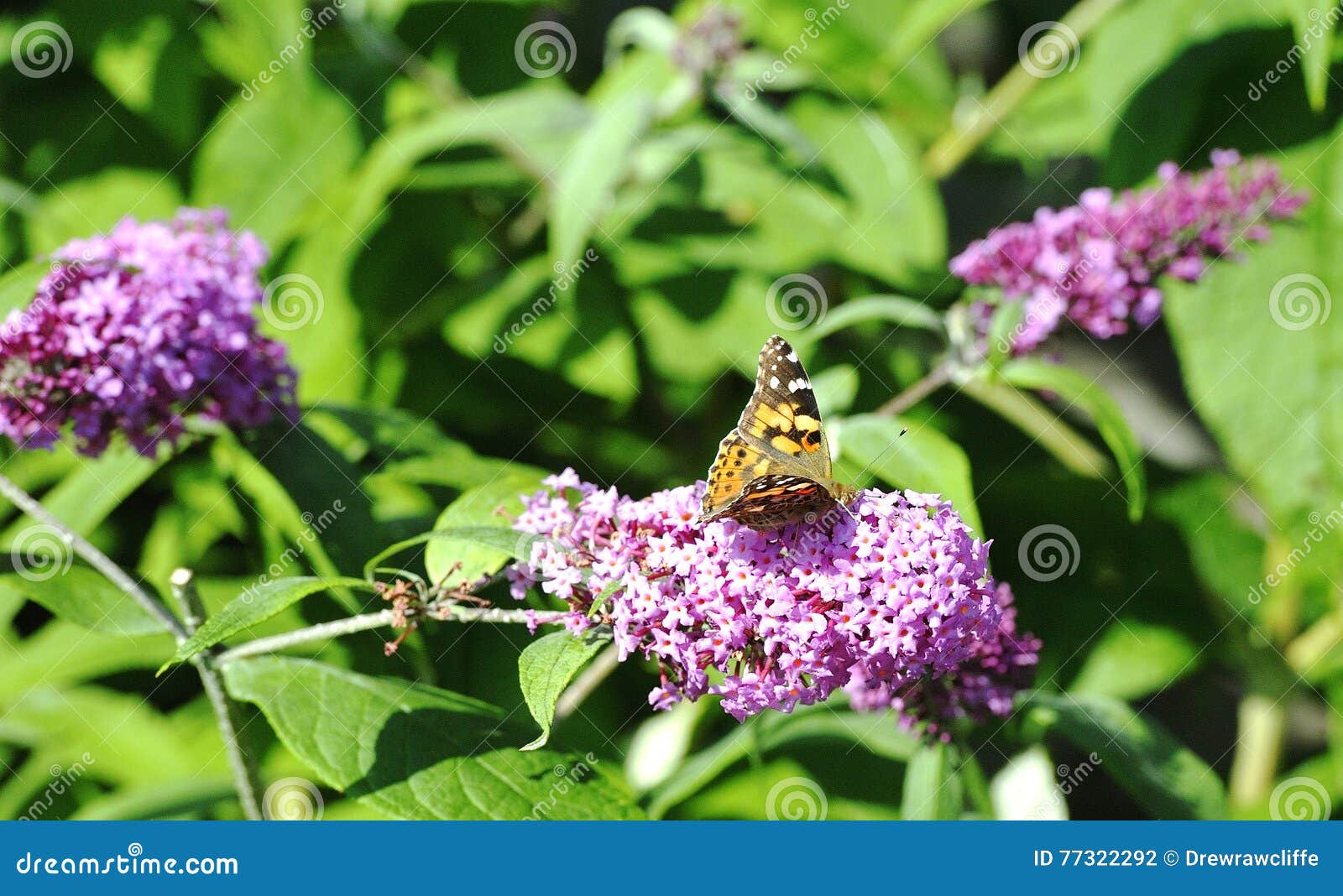 Small Tortoiseshell Butterfl Stock Photo - Image of england, flowers ...