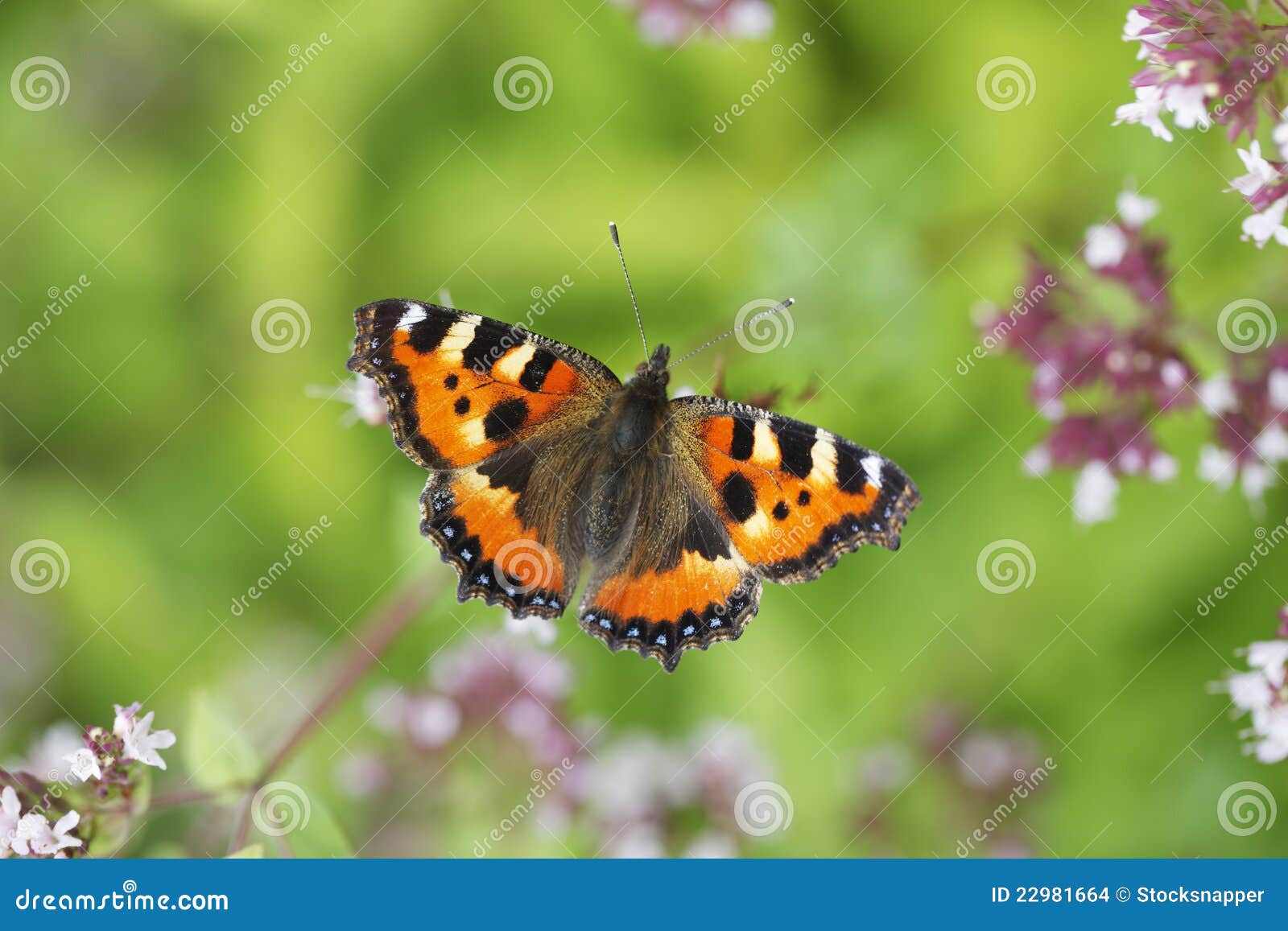 Small Tortoiseshell Butterfly Stock Photo - Image of summer, winged ...