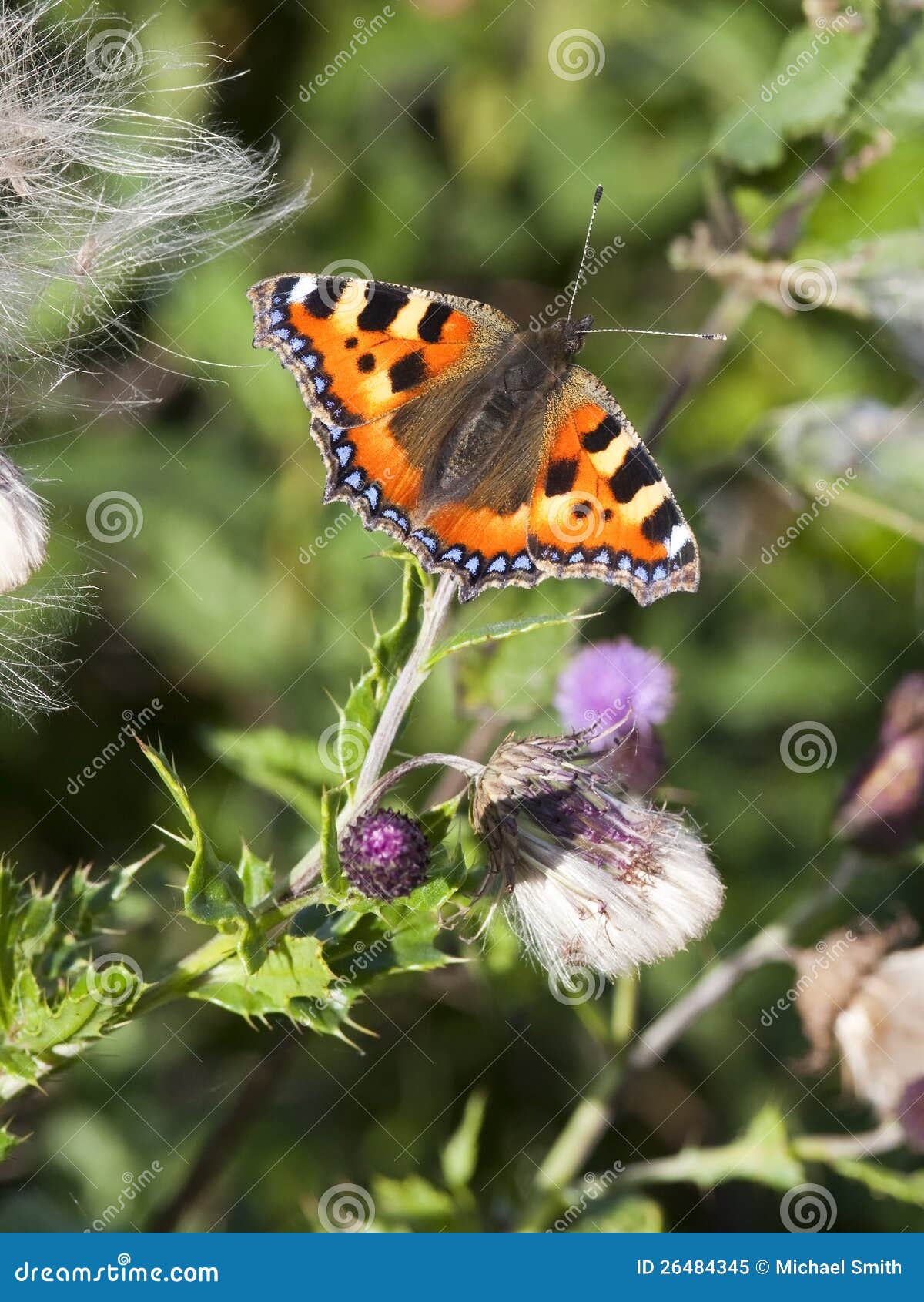 Small Tortoiseshell Butterfly Stock Image - Image of entomology, urtica ...