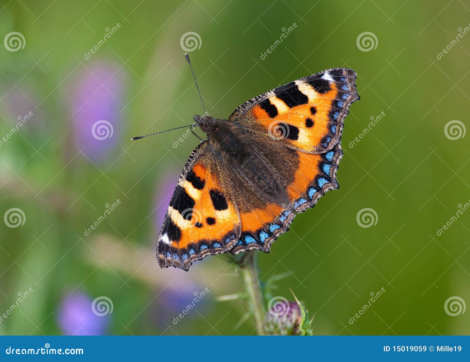 Small Tortoiseshell Butterfly (Aglais Urticae) Stock Image - Image of ...