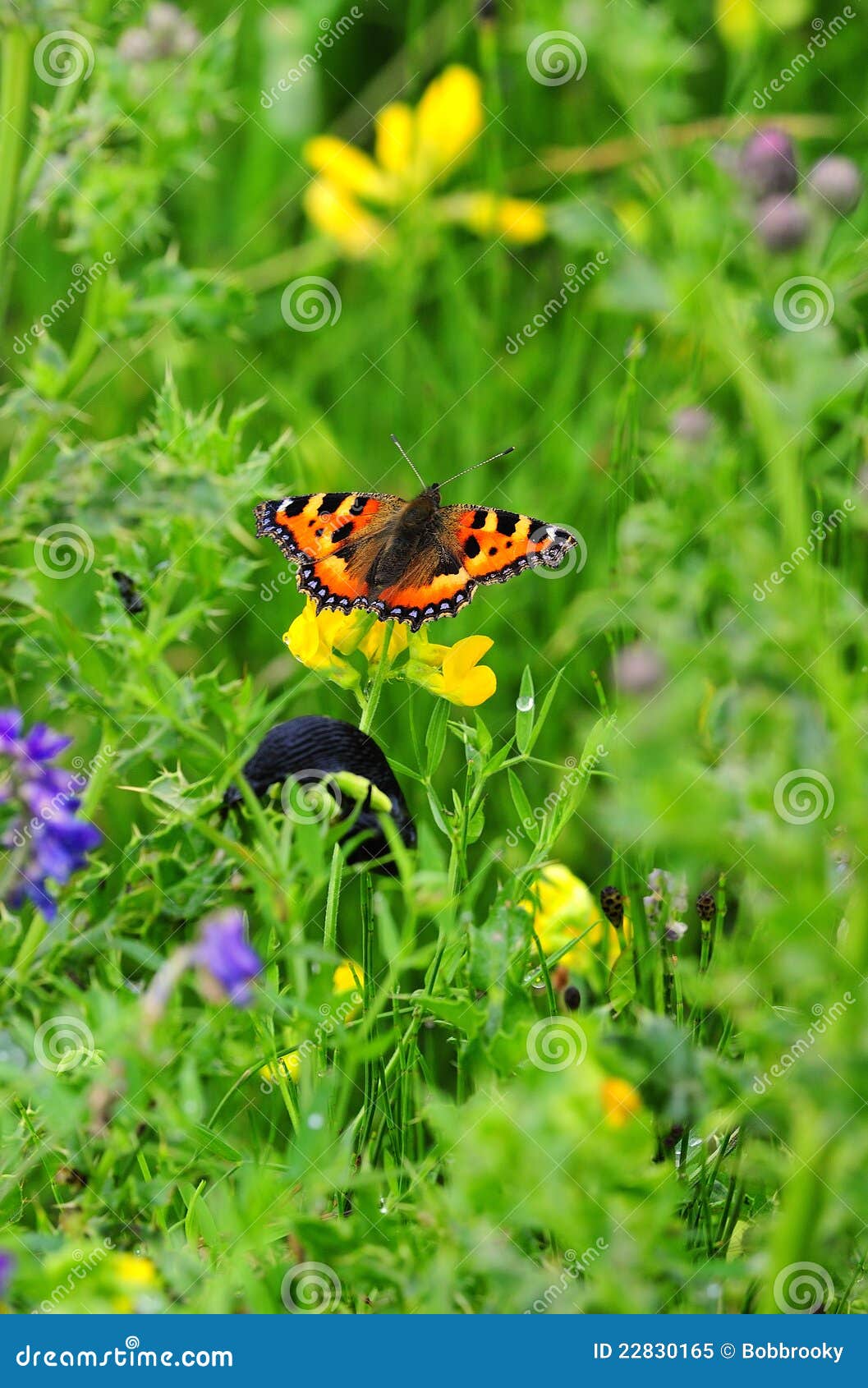 Small Tortoiseshell Butterfly, (Aglais Urticae) Stock Image - Image of ...