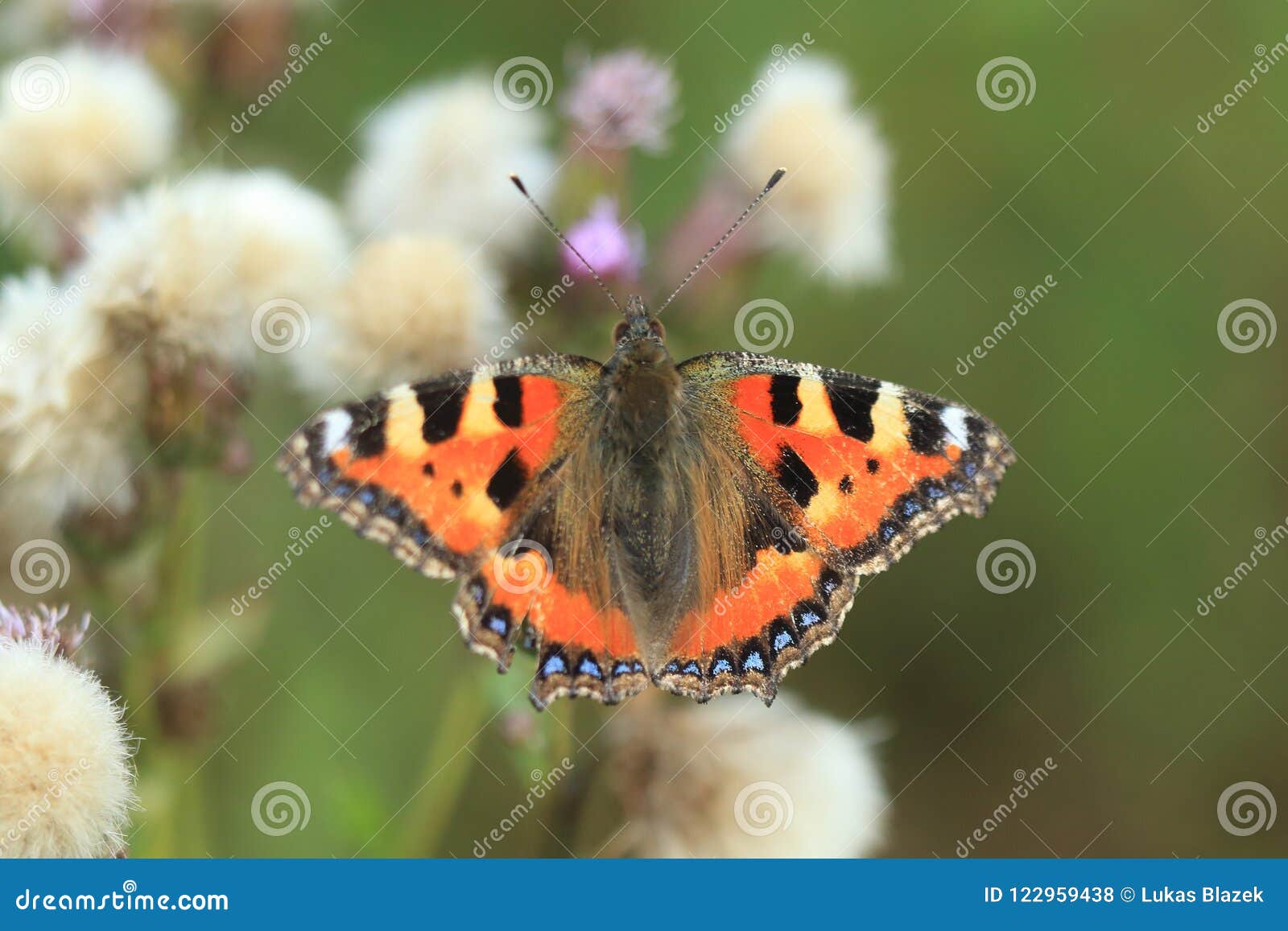Small Tortoiseshell Butterfly Stock Photo - Image of spiny, thistle ...