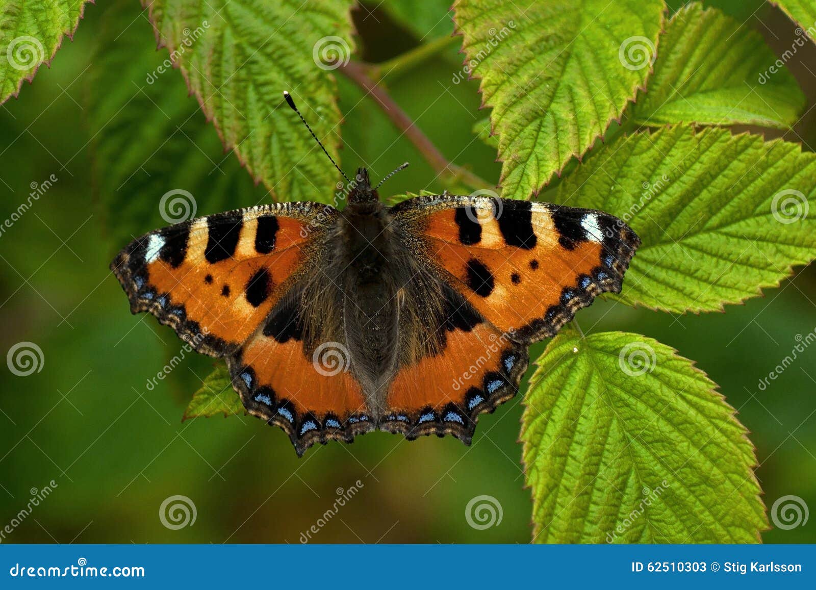 Small Tortoiseshell Butterfly on a Green Leaf Stock Image - Image of ...