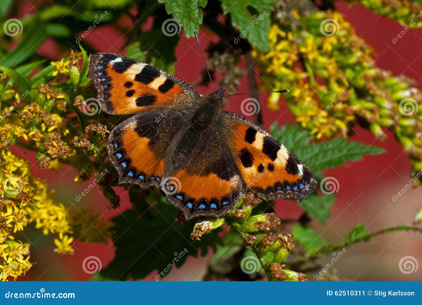 Small Tortoiseshell Butterfly on a Green Leaf Stock Image - Image of ...
