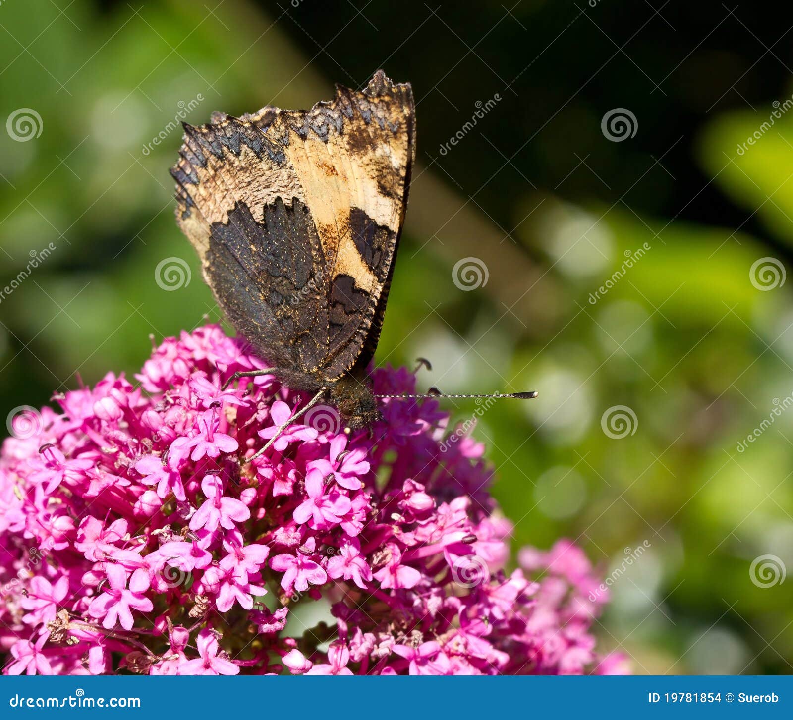 Small Tortoiseshell Butterfly Underwing Stock Photo - Image of insect ...