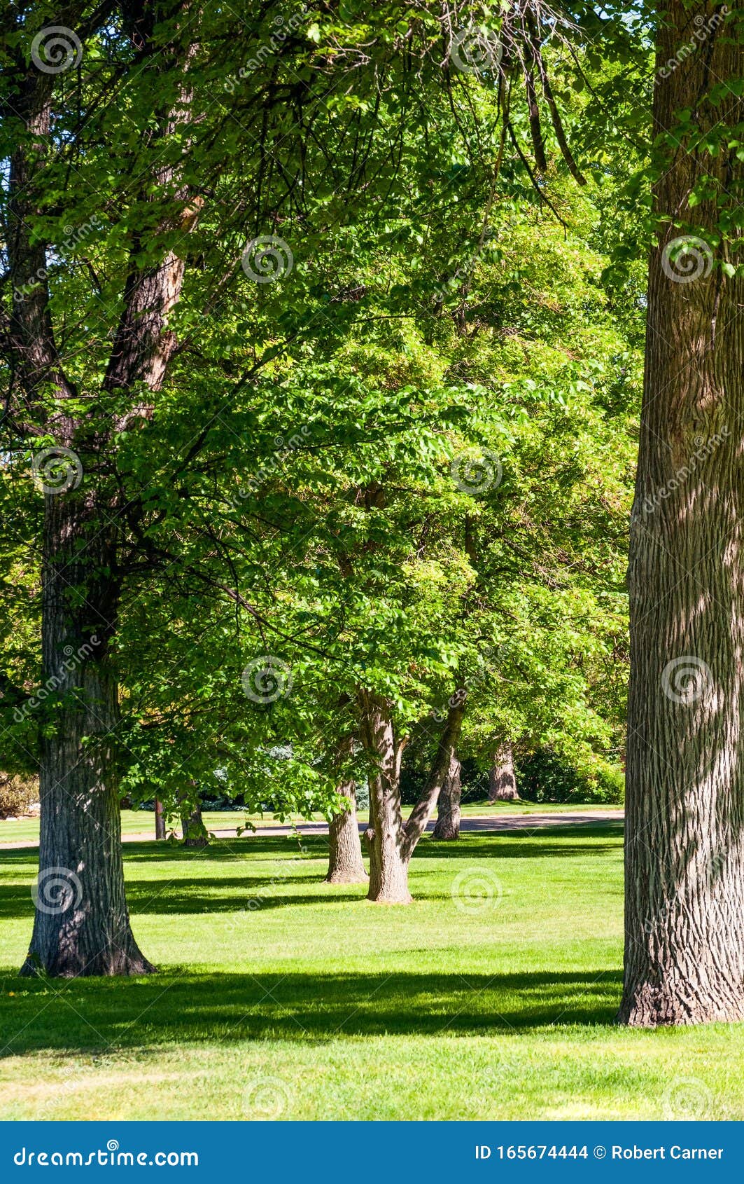 Small Town City Park Under Large Trees in a Peaceful Setting Stock ...