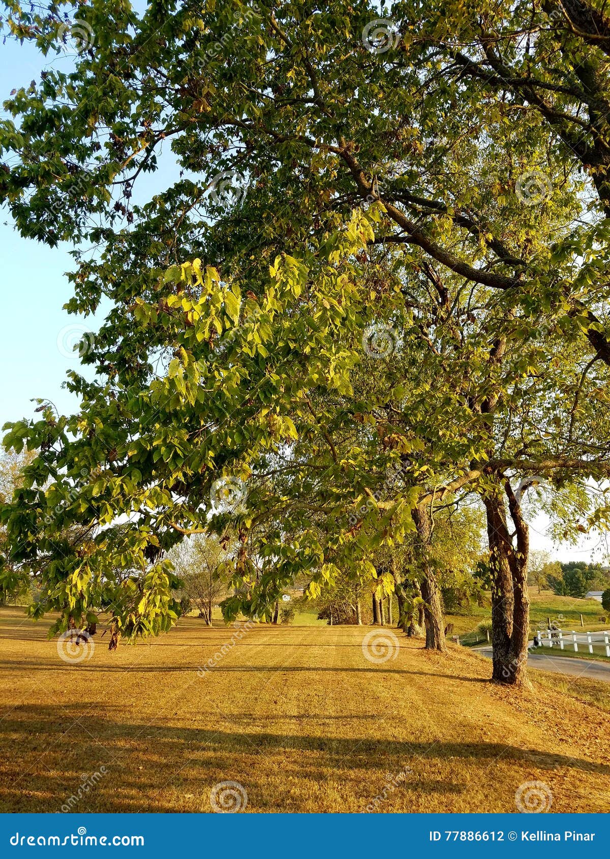 Small Town Life - Trees Lining a Country Road Stock Photo - Image of ...