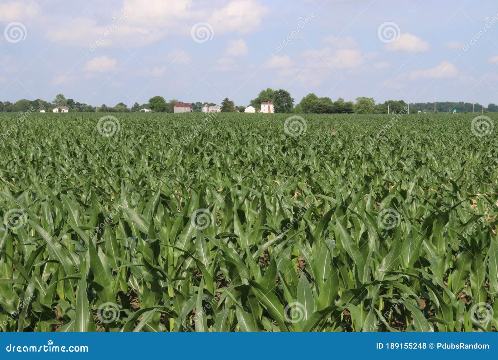 Small Town Ohio`s Corn Fields in Early Fall with the Young Corn Growth ...