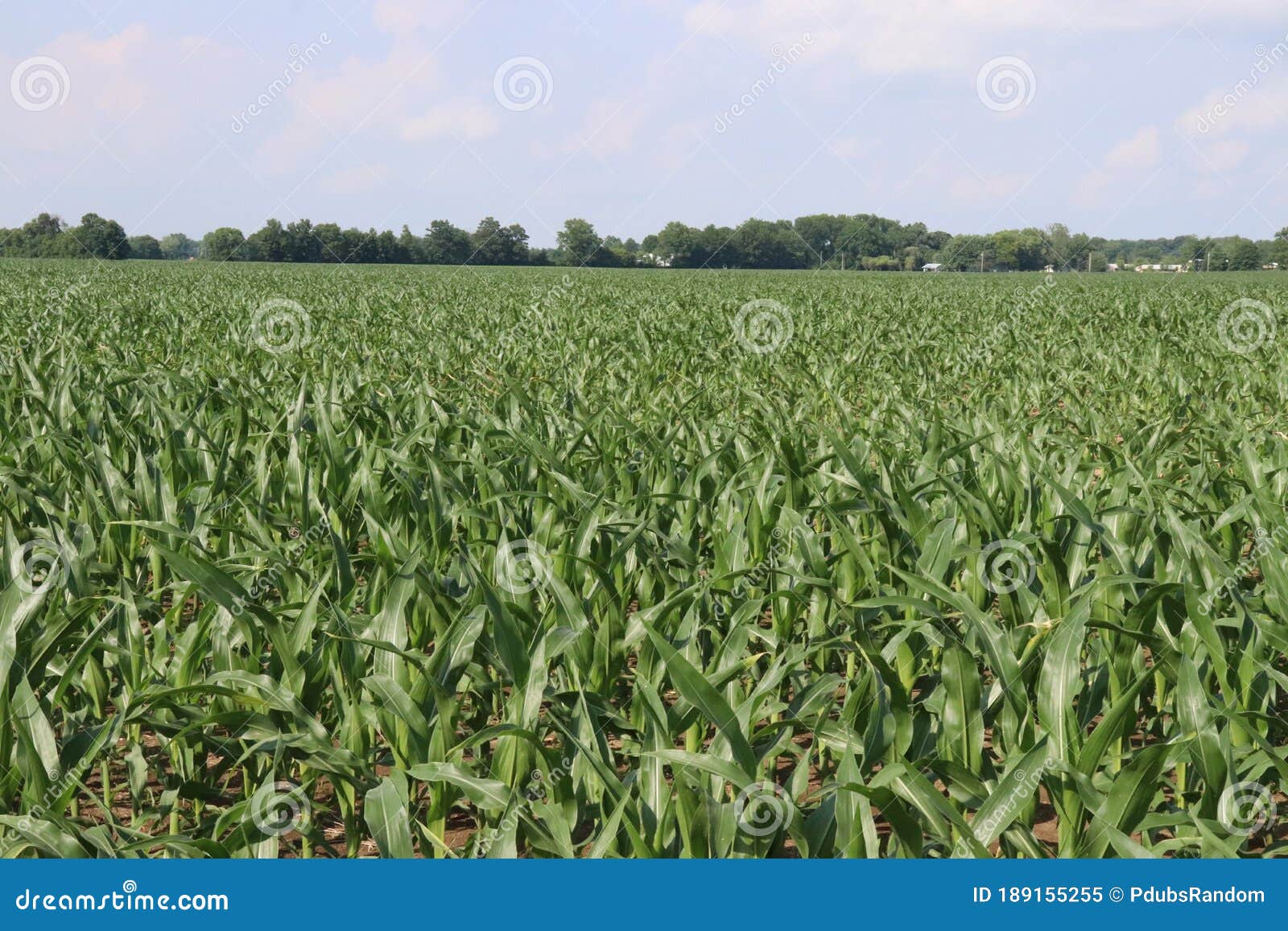 Small Town Ohio`s Corn Fields in Early Fall with the Young Corn Growth ...