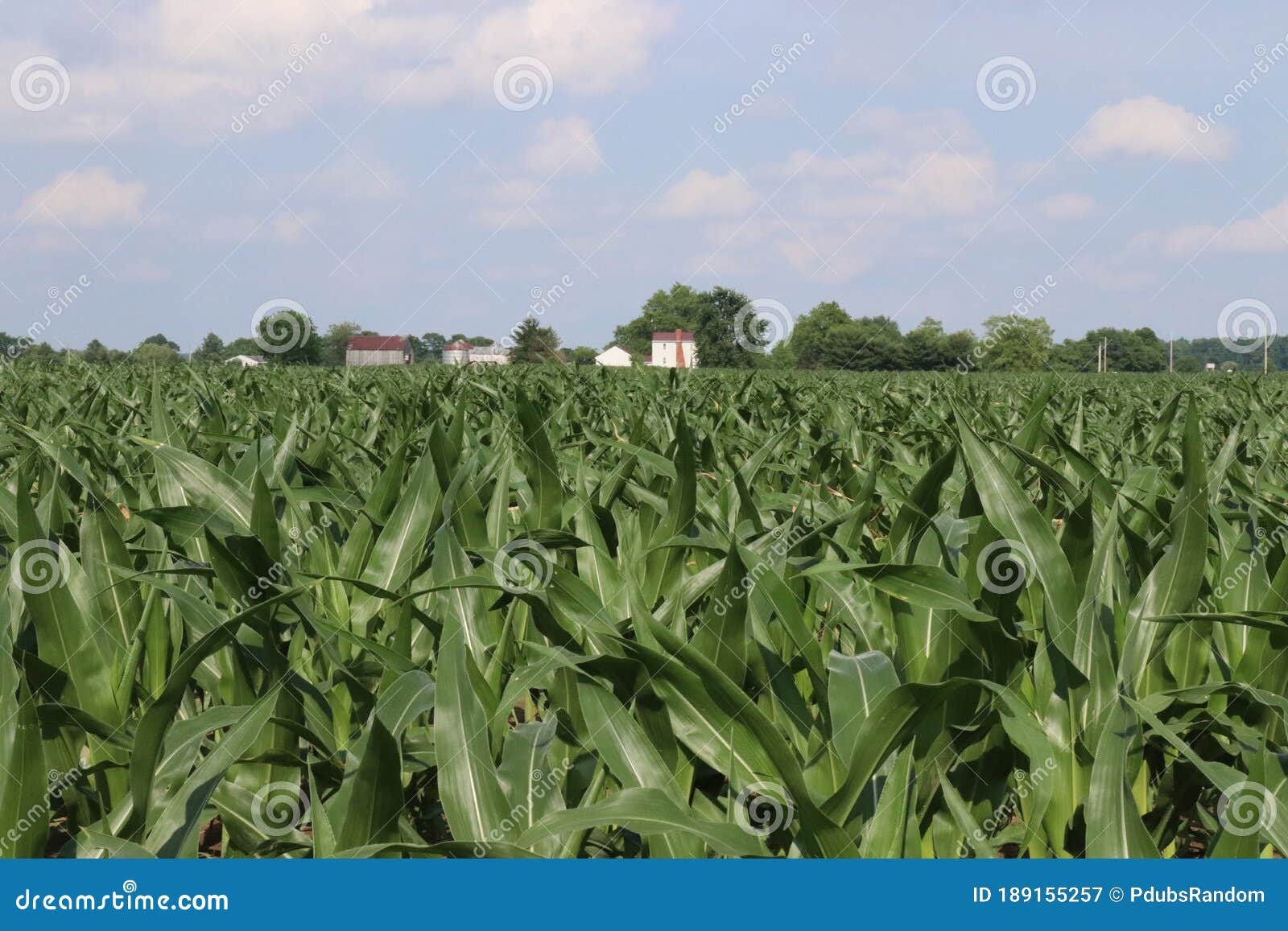 Small Town Ohio`s Corn Fields in Early Fall with the Young Corn Growth ...