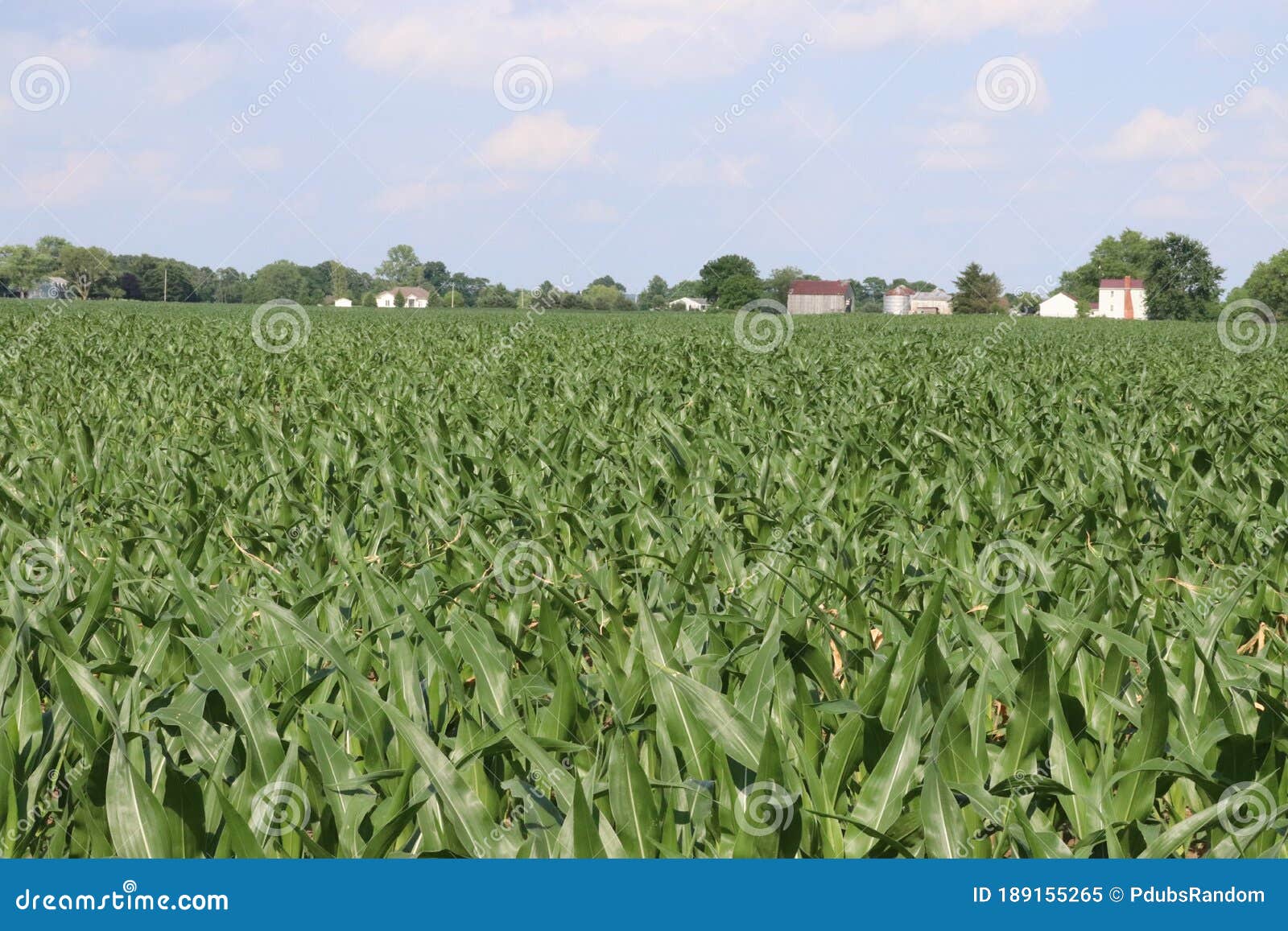 Small Town Ohio`s Corn Fields in Early Fall with the Young Corn Growth ...
