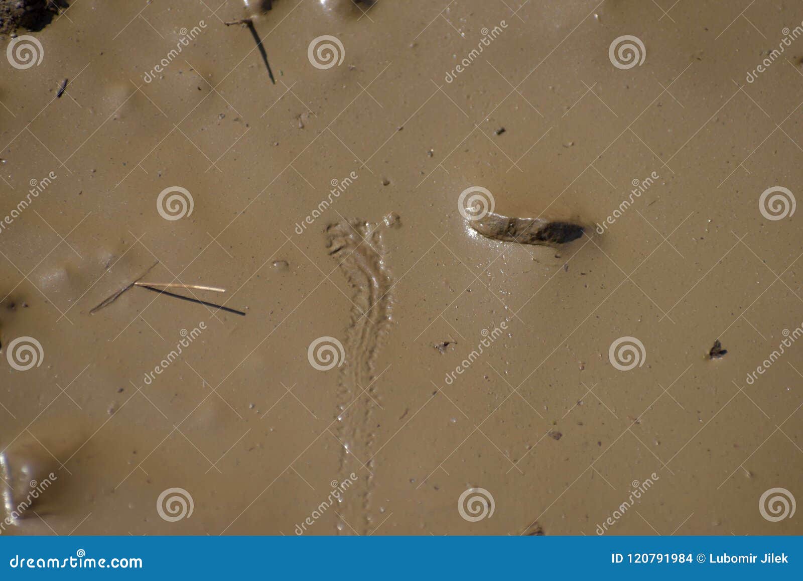 Small Traces of Insects in Brown Mud. Stock Photo - Image of light ...