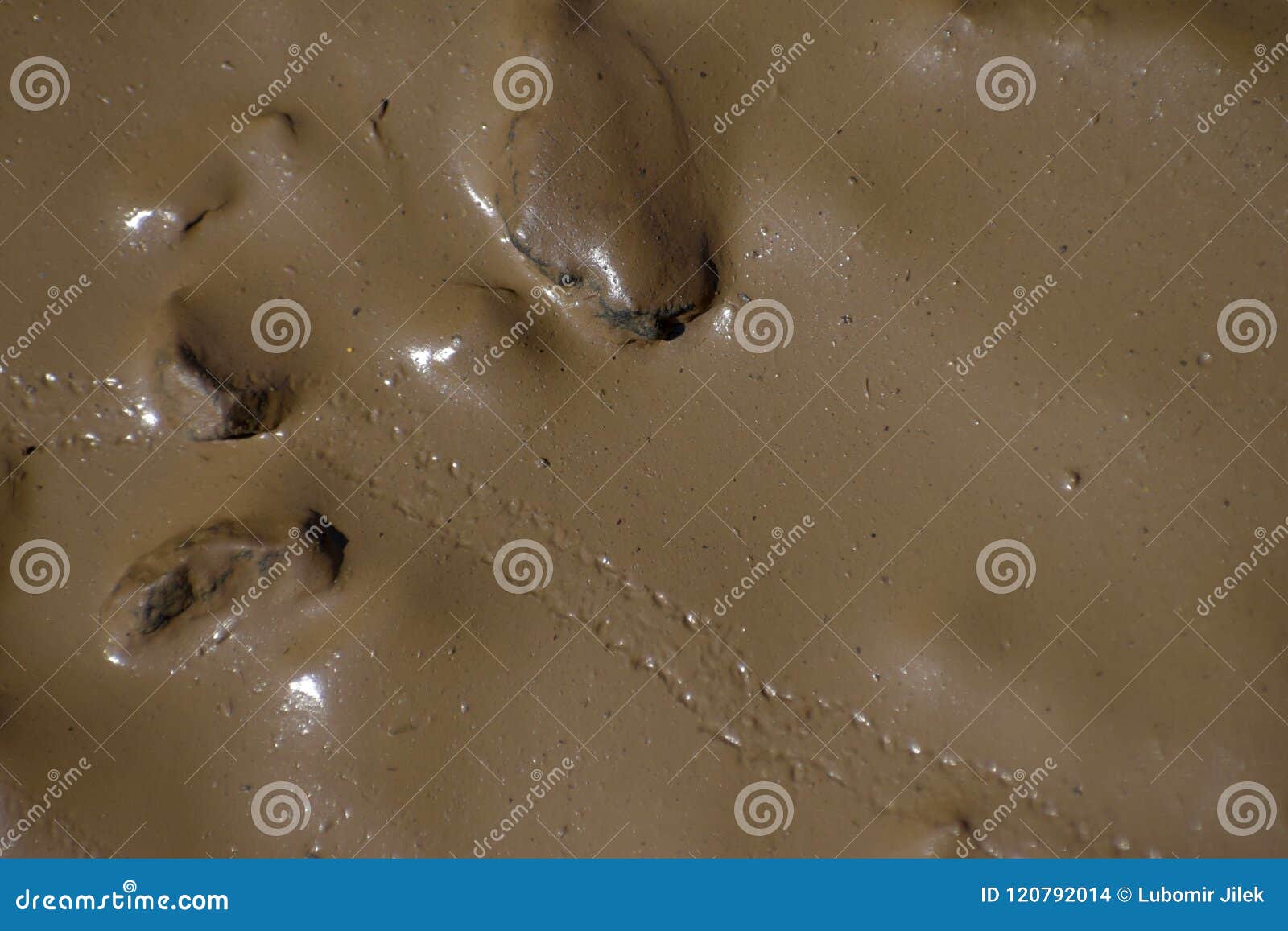 Small Traces of Insects in Brown Mud. Stock Photo - Image of shining ...