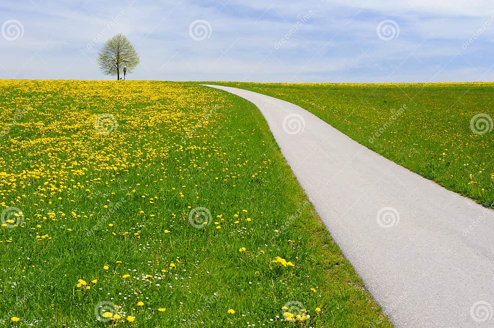 Small Track through Meadows Stock Photo - Image of ground, tree: 56775908