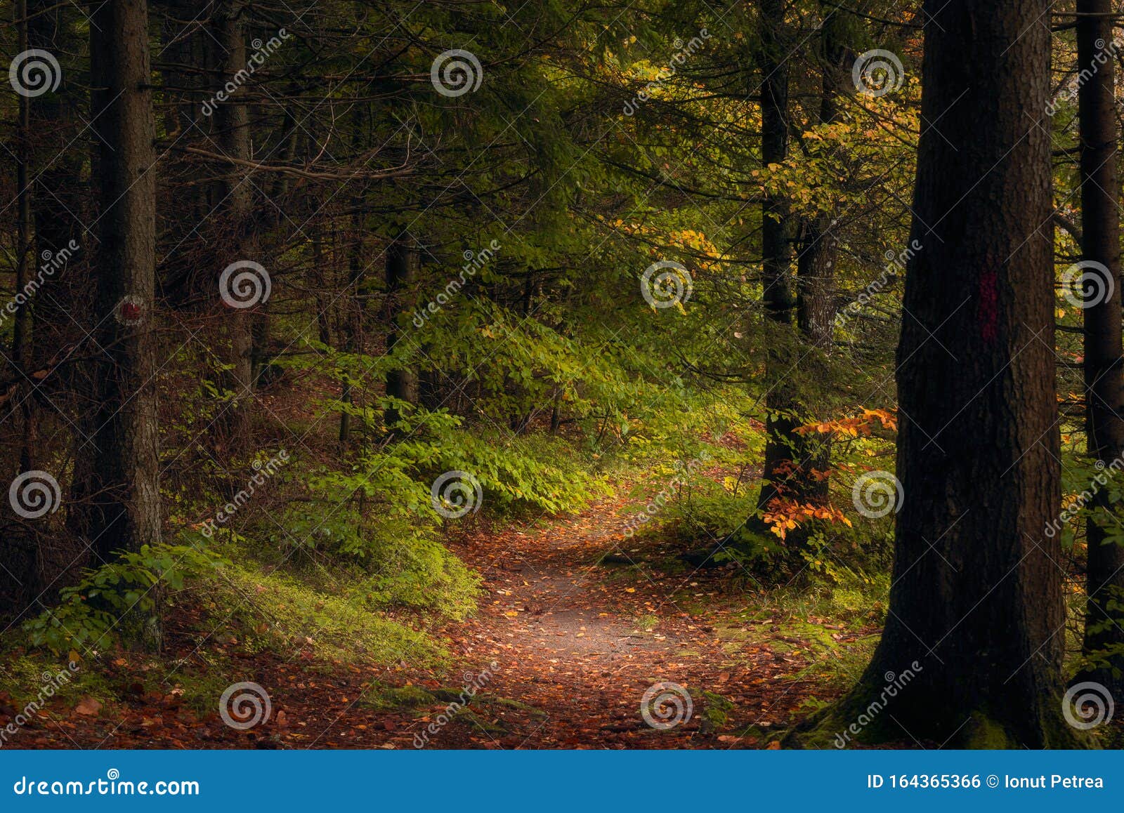 Small Trail in the Forest during Daytime on a Beautiful Autumn Day ...