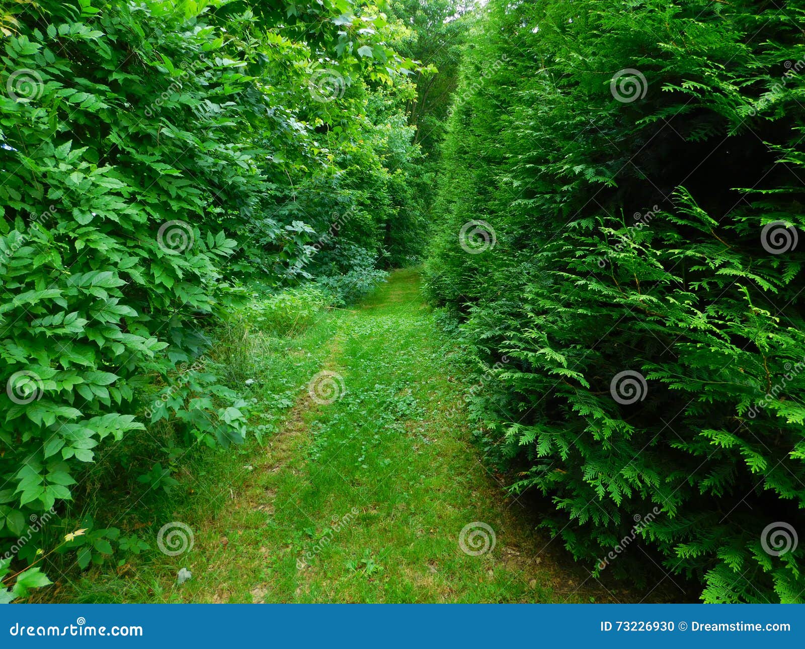 Small Trail stock photo. Image of rear, trail, wooded - 73226930