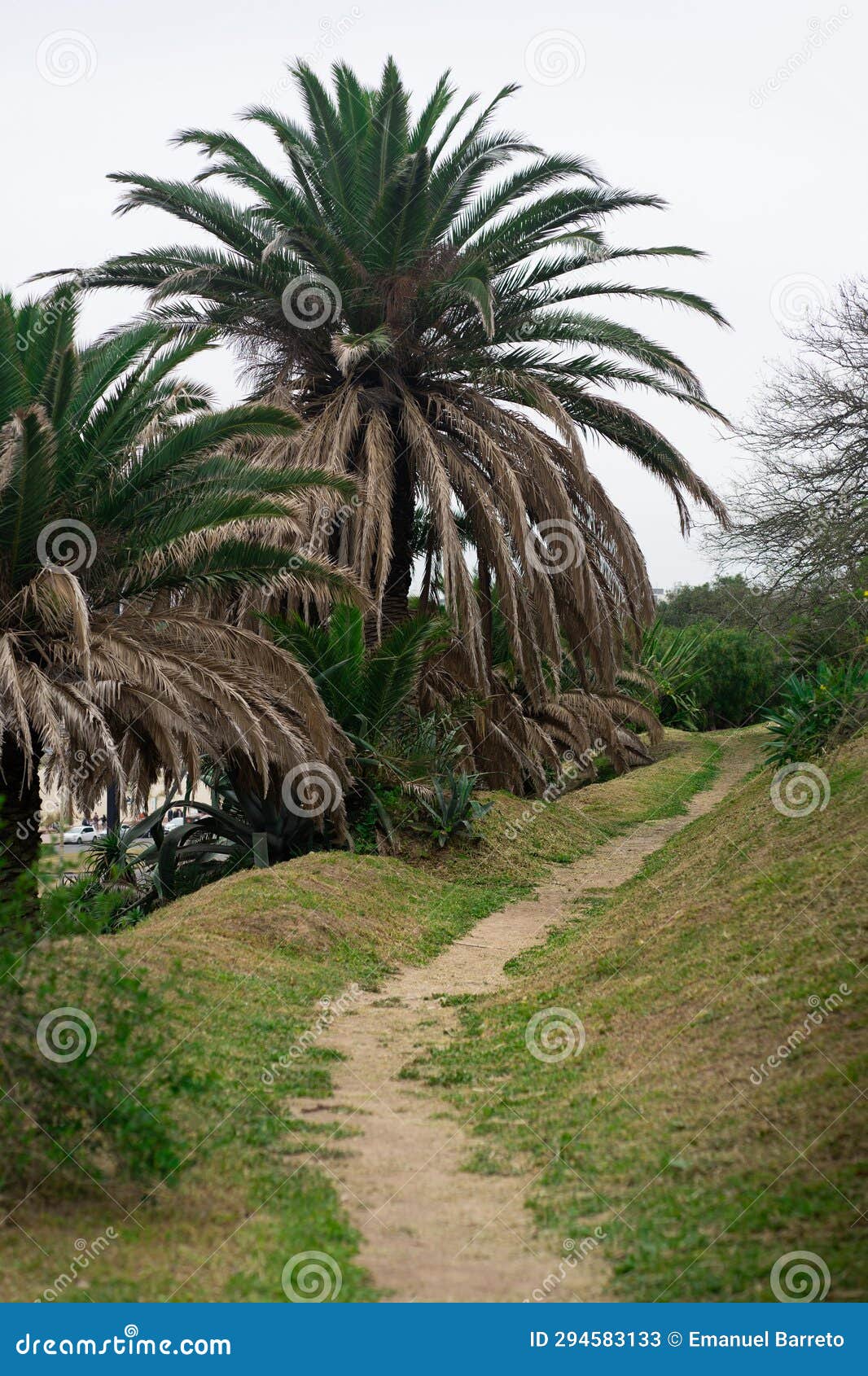 Small Trail in a Verdant Park Surrounded by Tall Trees Stock Image ...