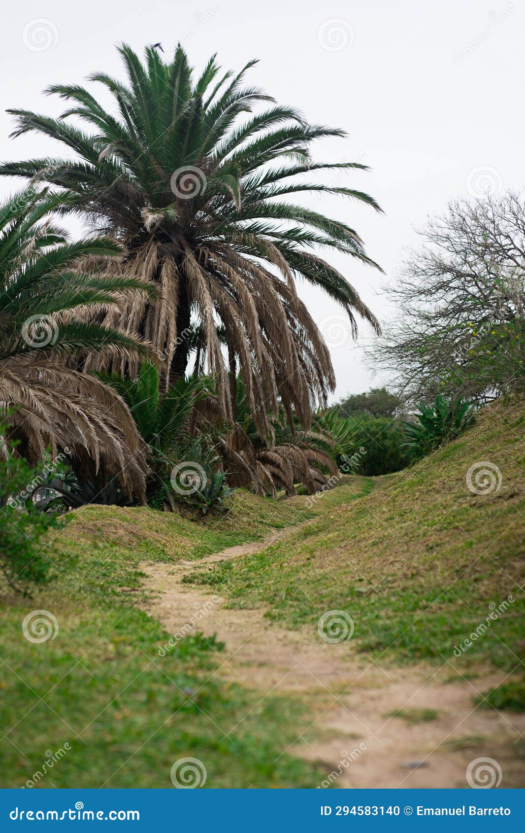 Small Trail in a Verdant Park Surrounded by Tall Trees in Montevideo ...