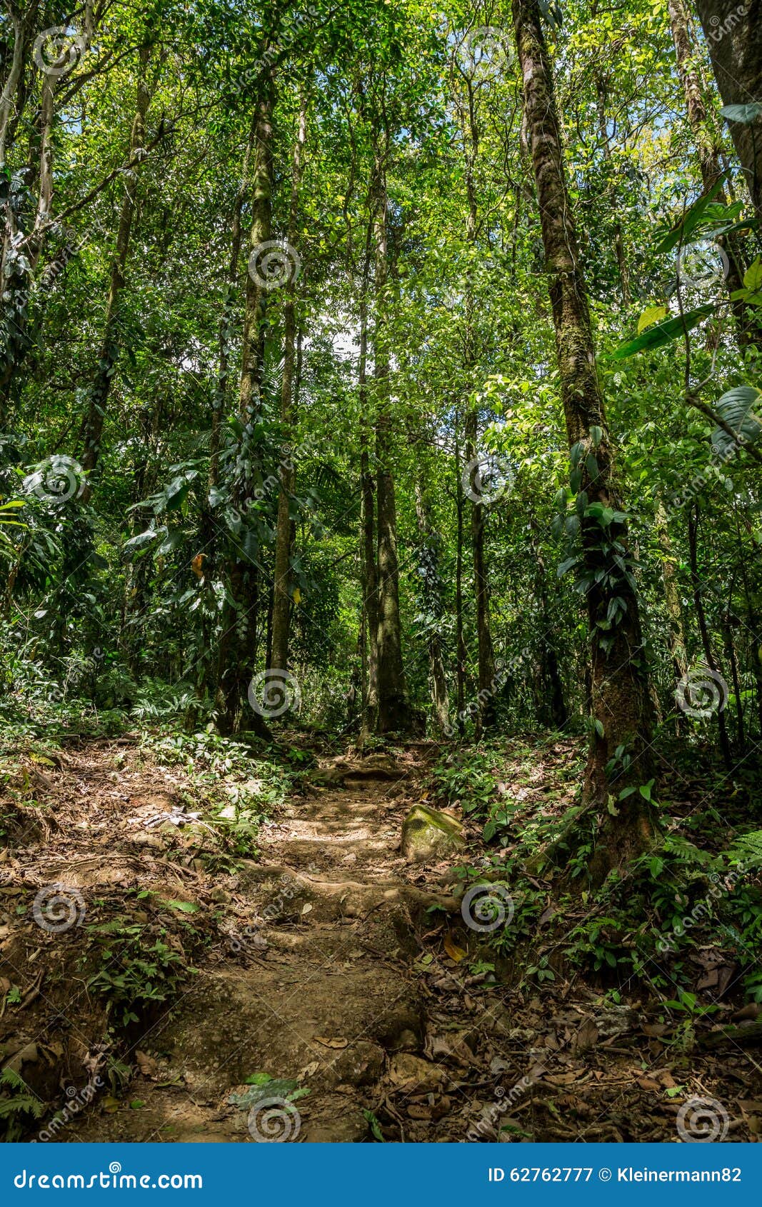 A Small Trails in the Green Dense Jungle Stock Image - Image of dense ...