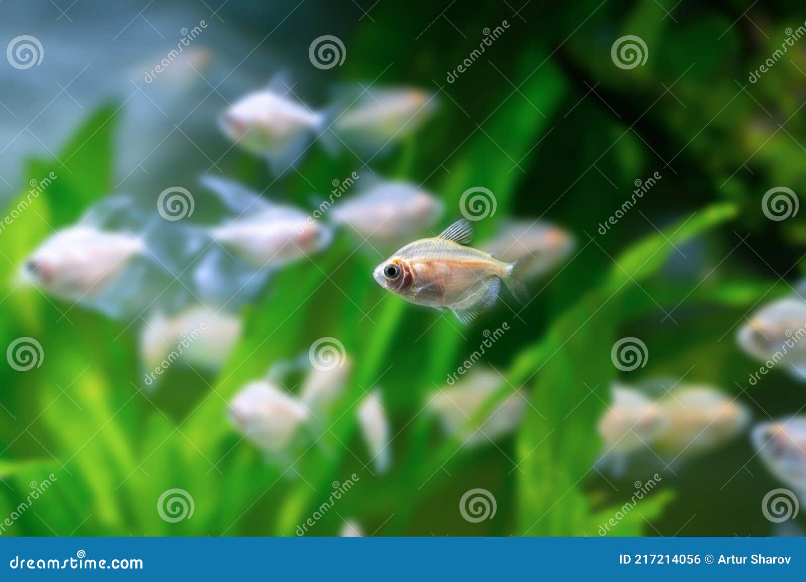 Translucent Fish