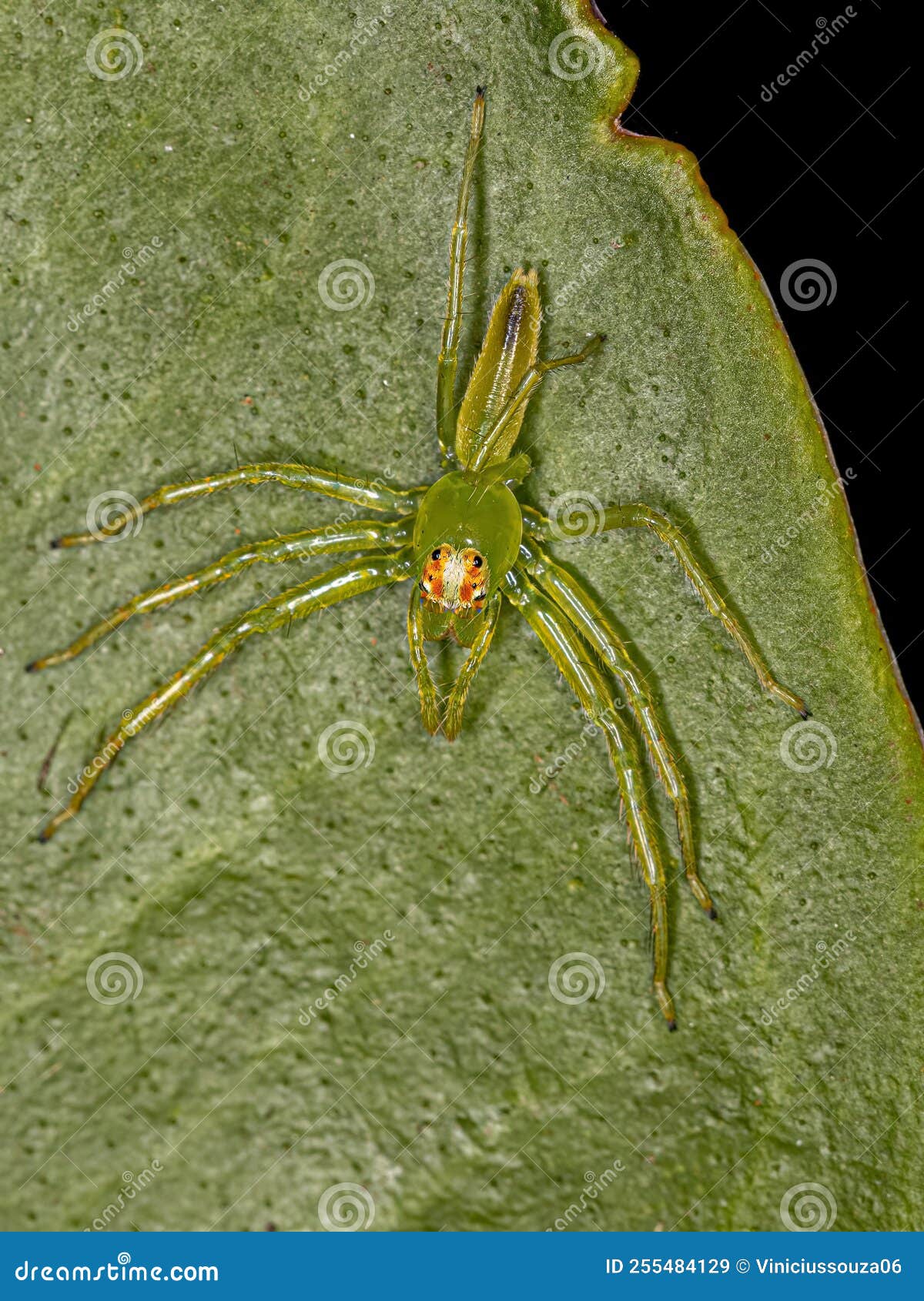 Small Translucent Green Jumping Spider Stock Image - Image of ...