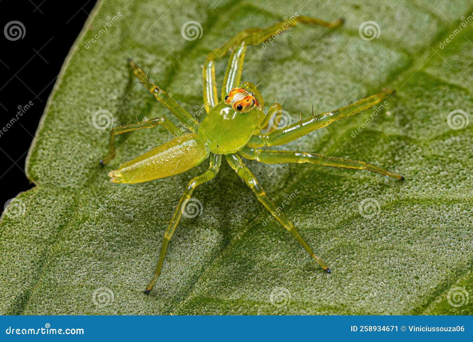 Small Translucent Green Jumping Spider Stock Image - Image of ...