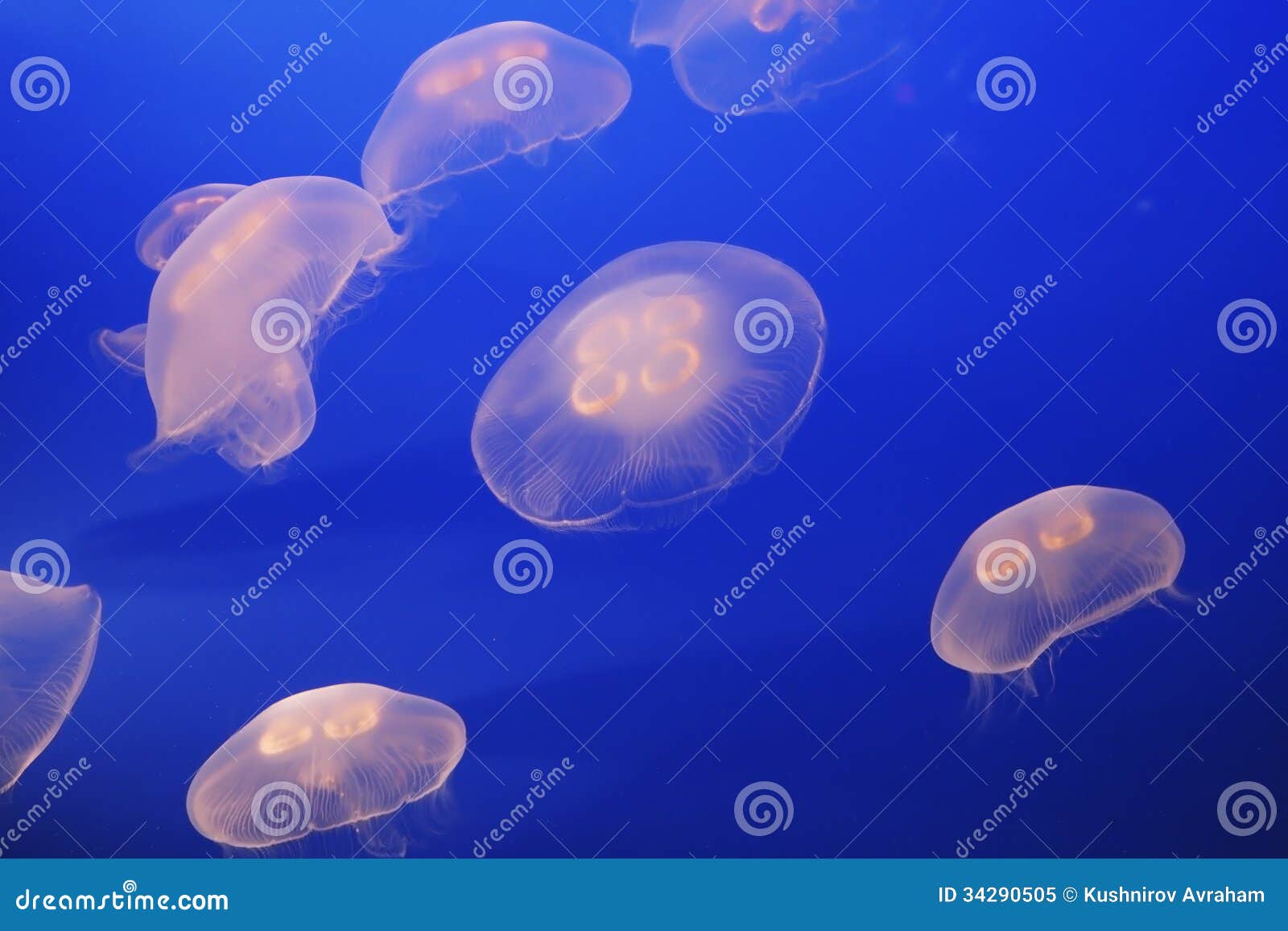 Small Translucent White Jellyfish Stock Image - Image of pets, color ...