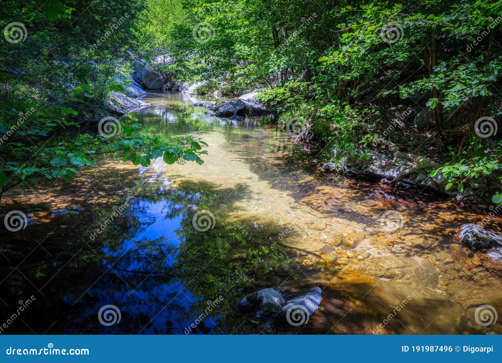Small Transparent Creek in a Sunny Day in the Forest Stock Photo ...