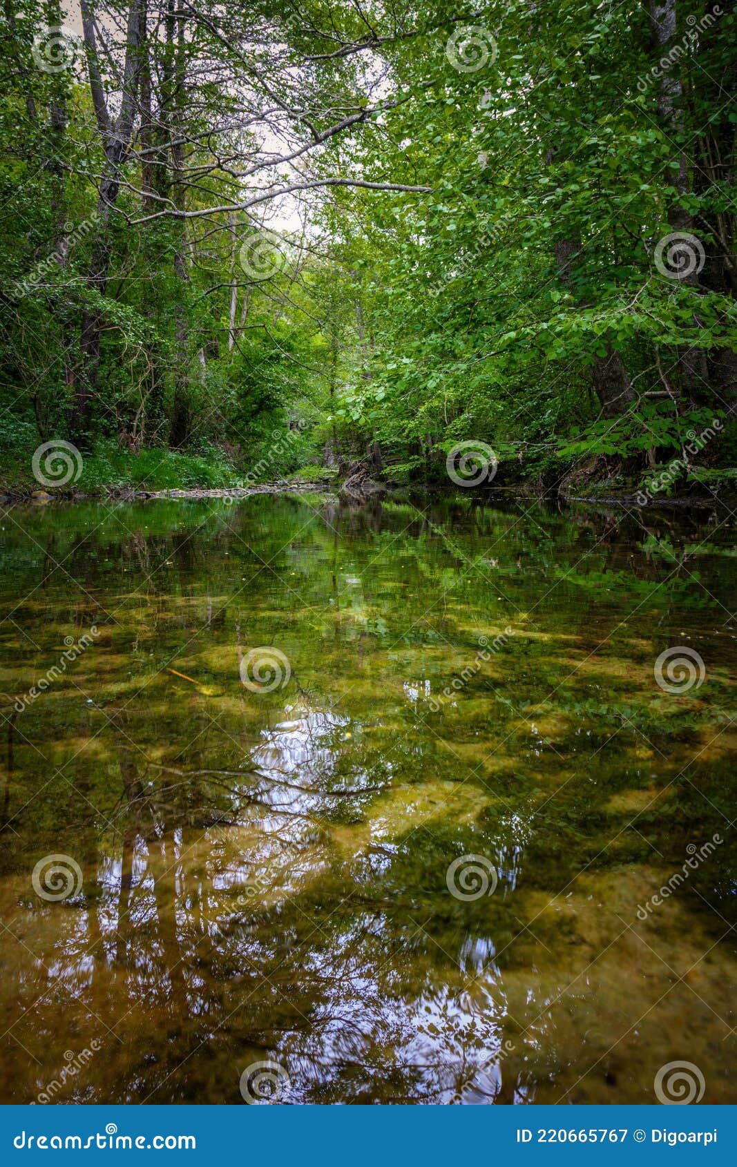 Small Transparent Creek in a Sunny Day in the Forest Stock Image ...