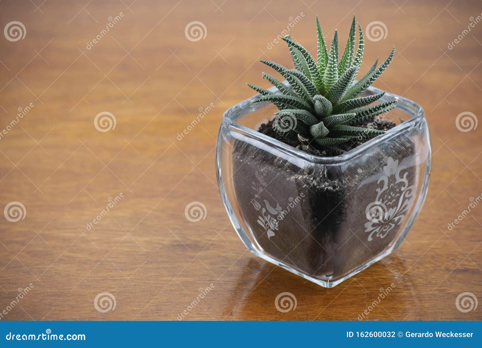 Small Transparent Glass Pots Stock Photo - Image of flower, plant ...