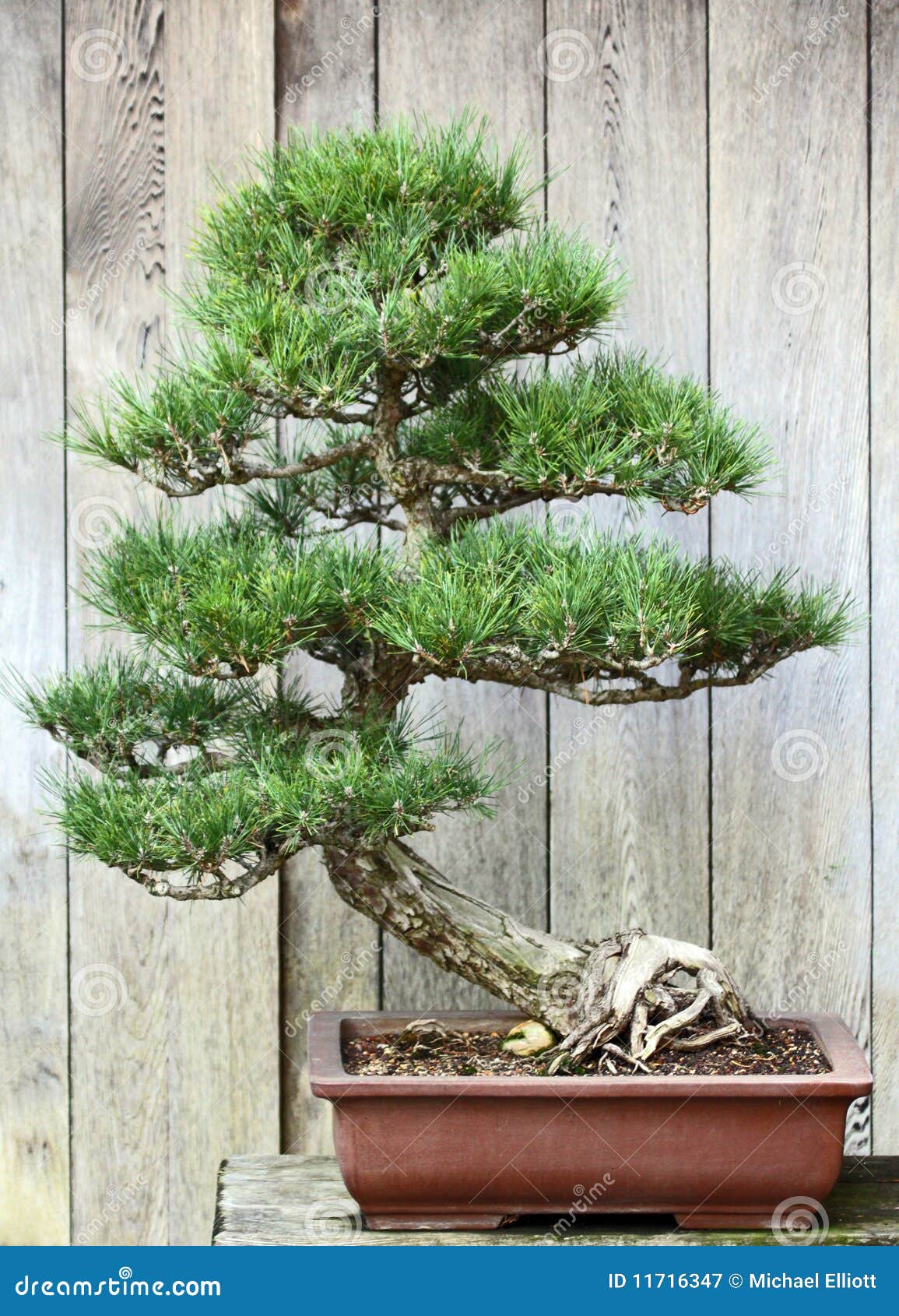 Small Tree stock image. Image of fence, green, exterior - 11716347